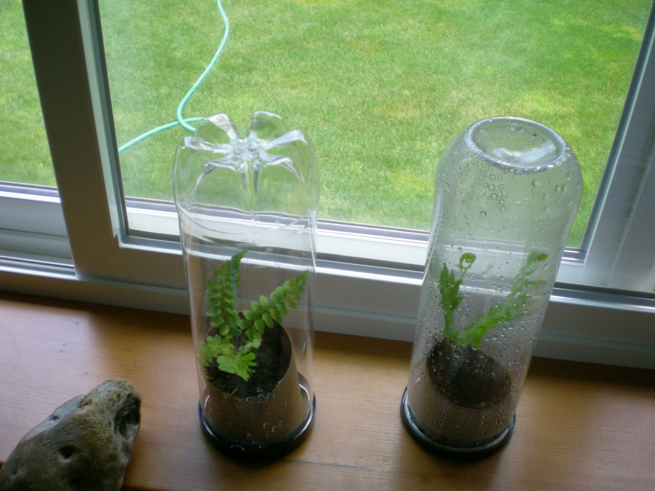Fern Nursery : 6 Steps (with Pictures) - Instructables