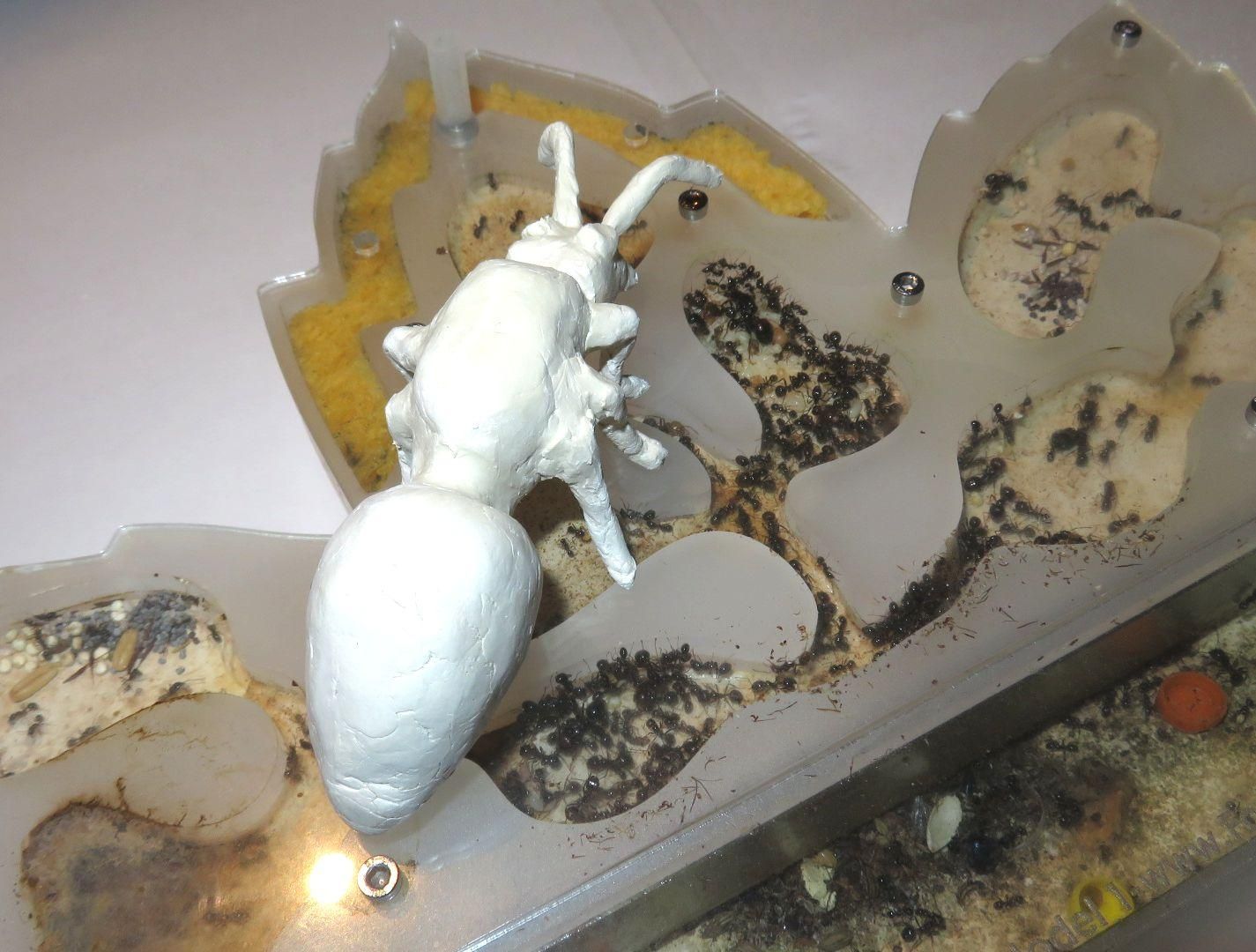 Larger Than the Natural Life Ant Sculpture : 3 Steps (with Pictures ...