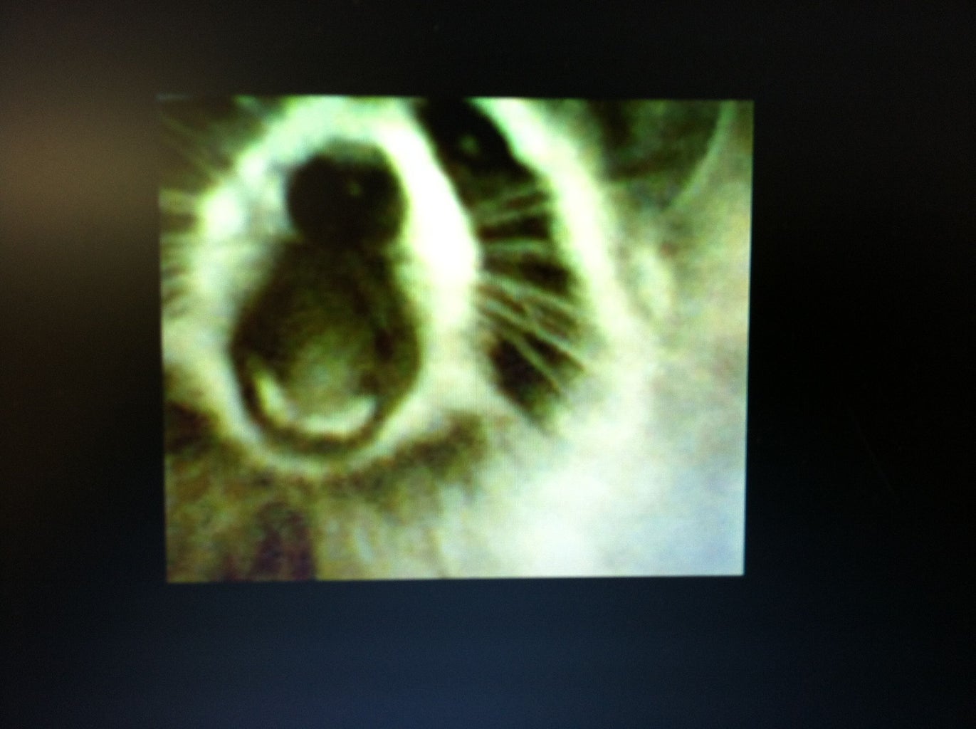 Motion Sensing Digital Camera & Alarm (a.k.a. the Critter Cam) : 11 ... Motion Sensing Digital Camera & Alarm (a.k.a. the Critter Cam) : 11 ...