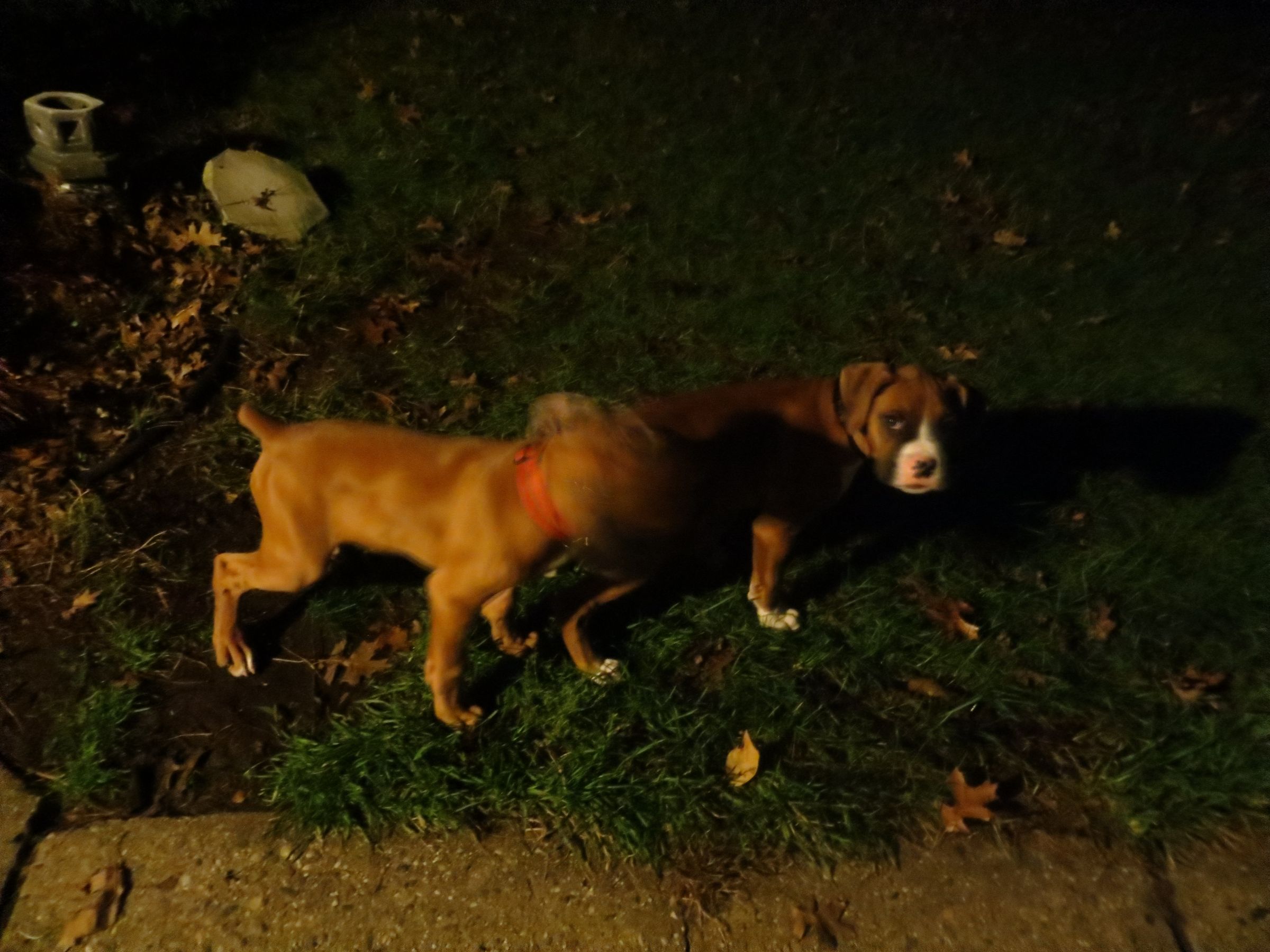 How to Put Puppies to Bed : 5 Steps - Instructables
