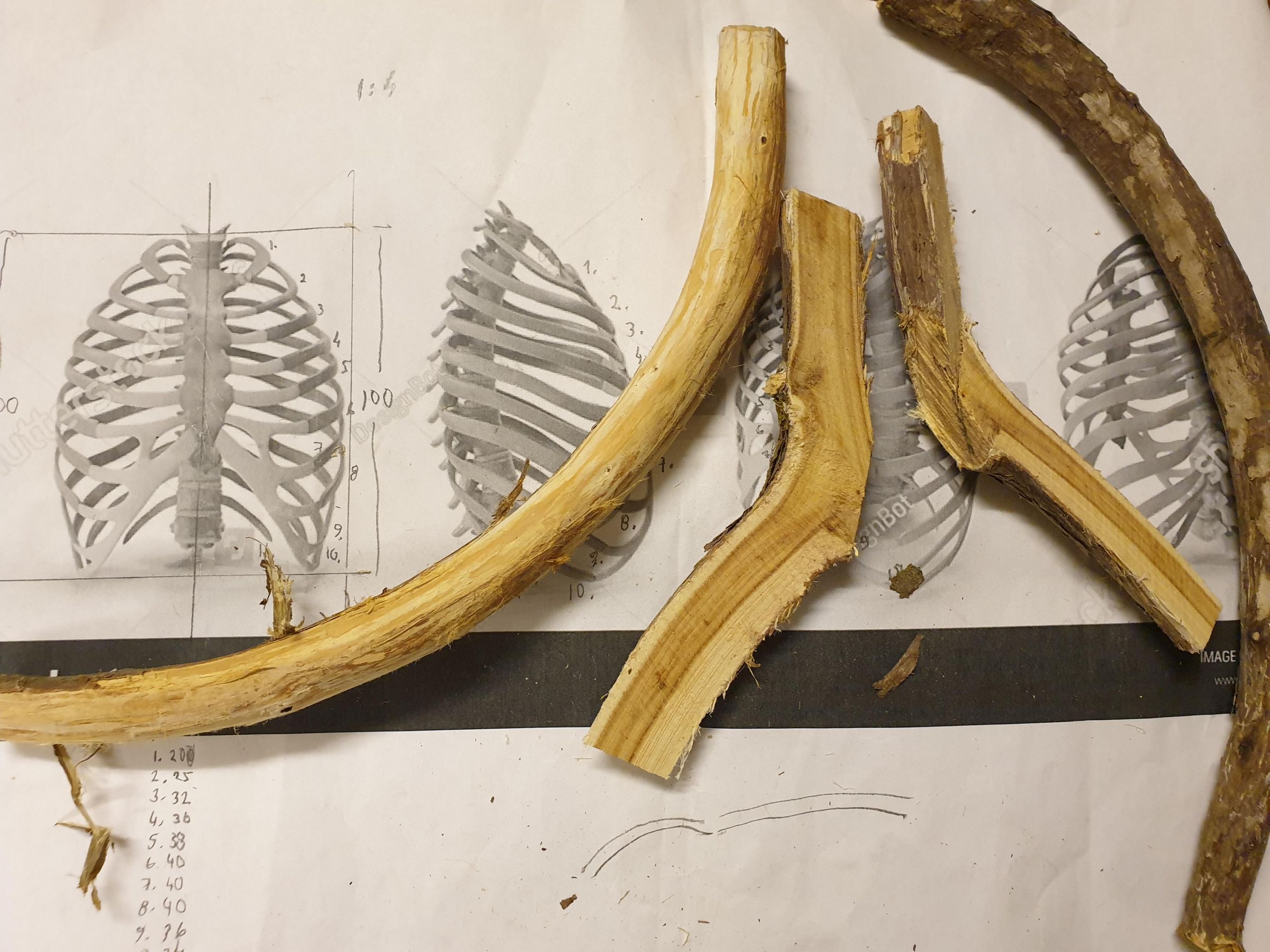 Handmade Wooden Ribcage : 8 Steps (with Pictures) - Instructables