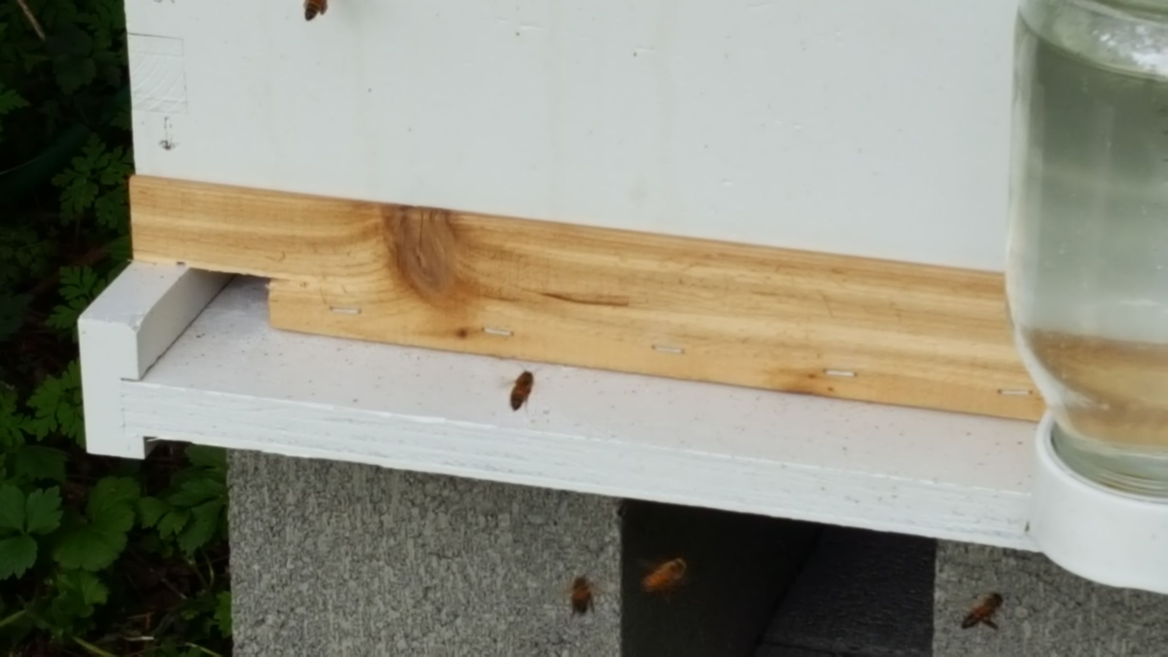 Bee Hive Door : 3 Steps - Instructables