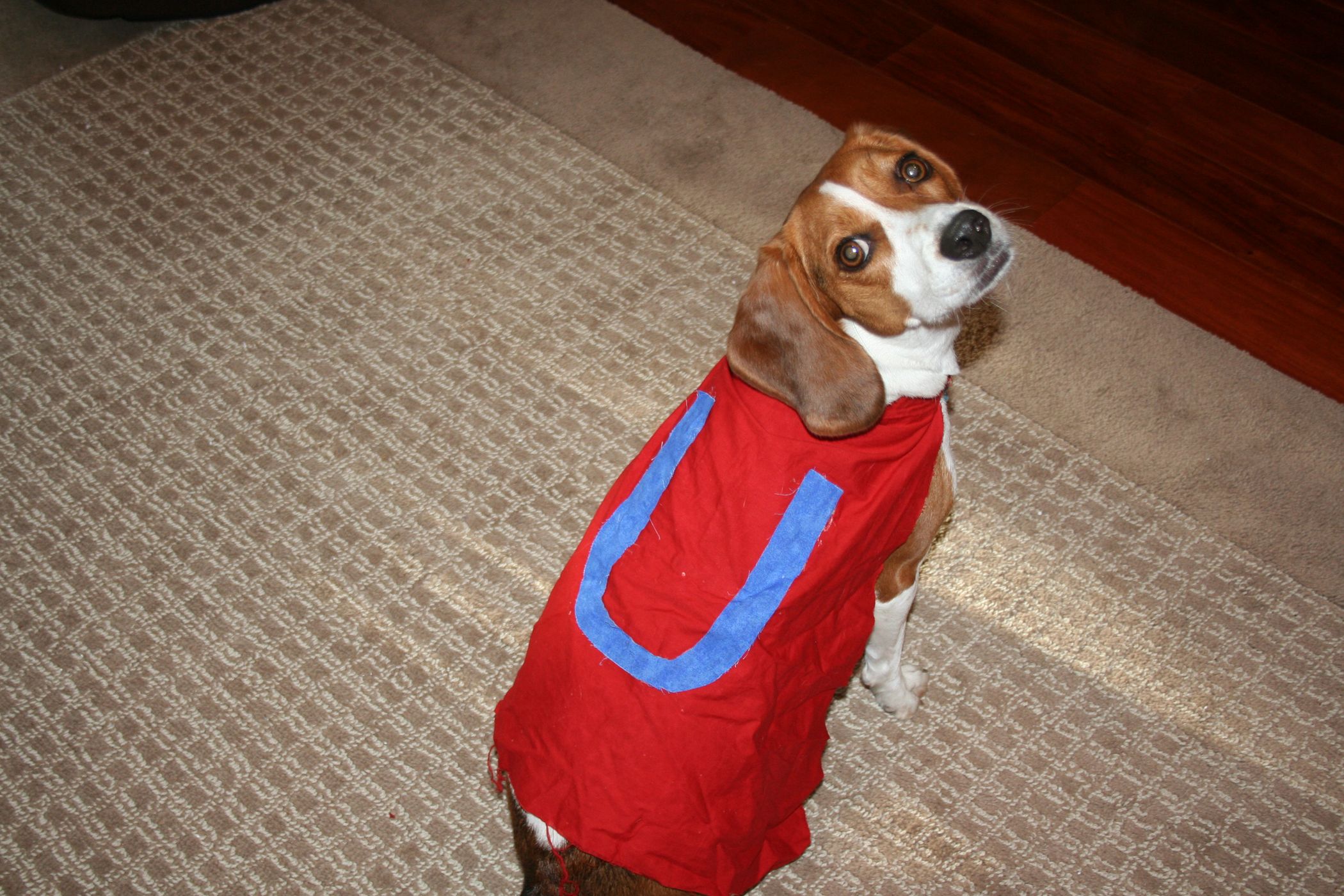 Underdog Cape for Your Dog!! : 6 Steps - Instructables