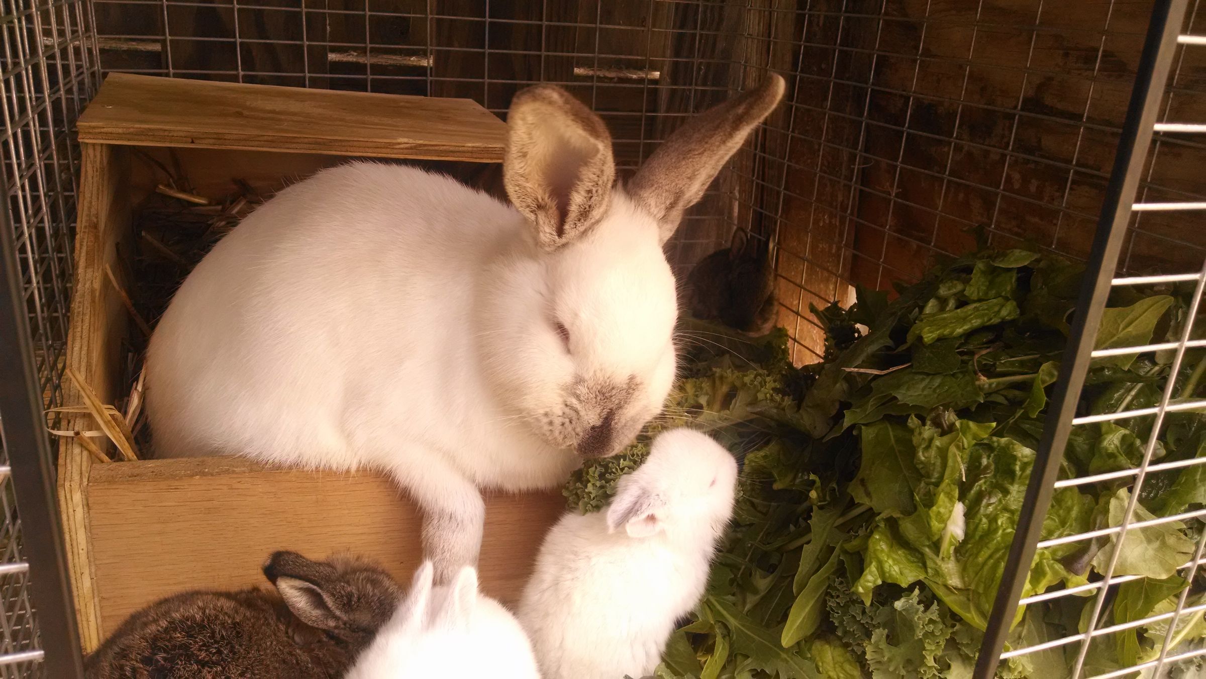 Small Rabbit Farming : 7 Steps (with Pictures) - Instructables