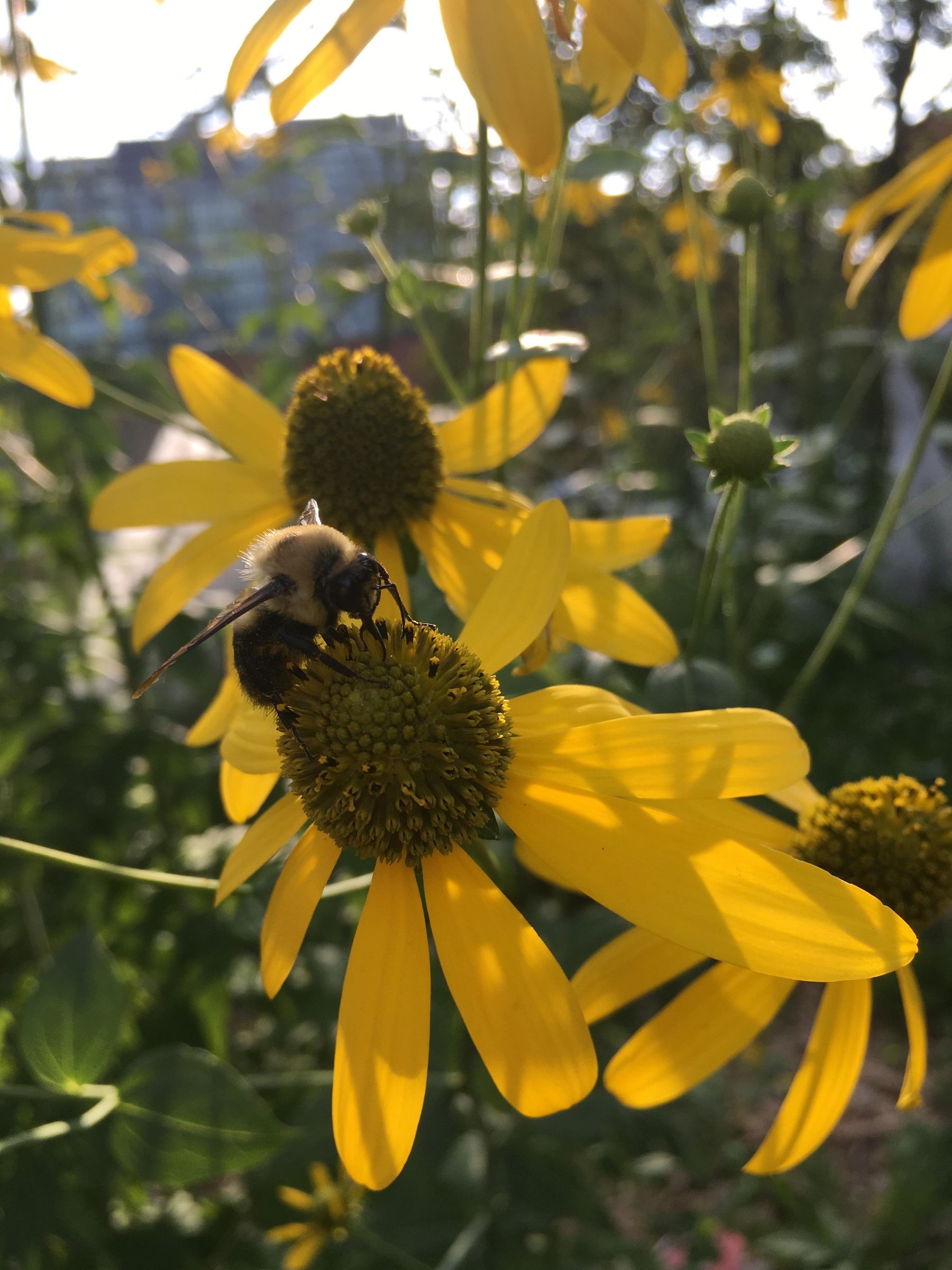 Bee Hotel / Pollinator Palace : 6 Steps (with Pictures) - Instructables