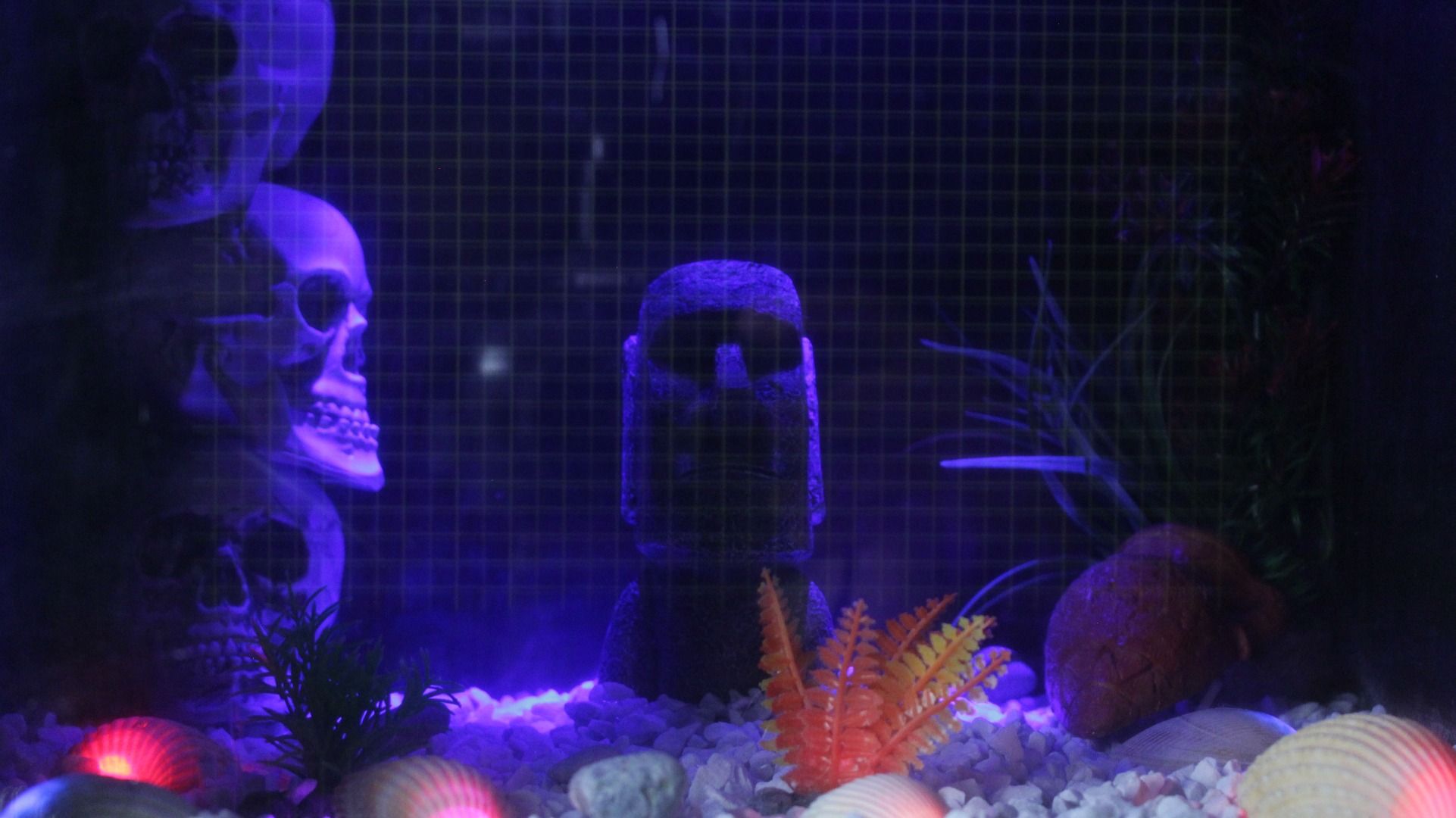 Haunted Fish Tank. : 6 Steps - Instructables