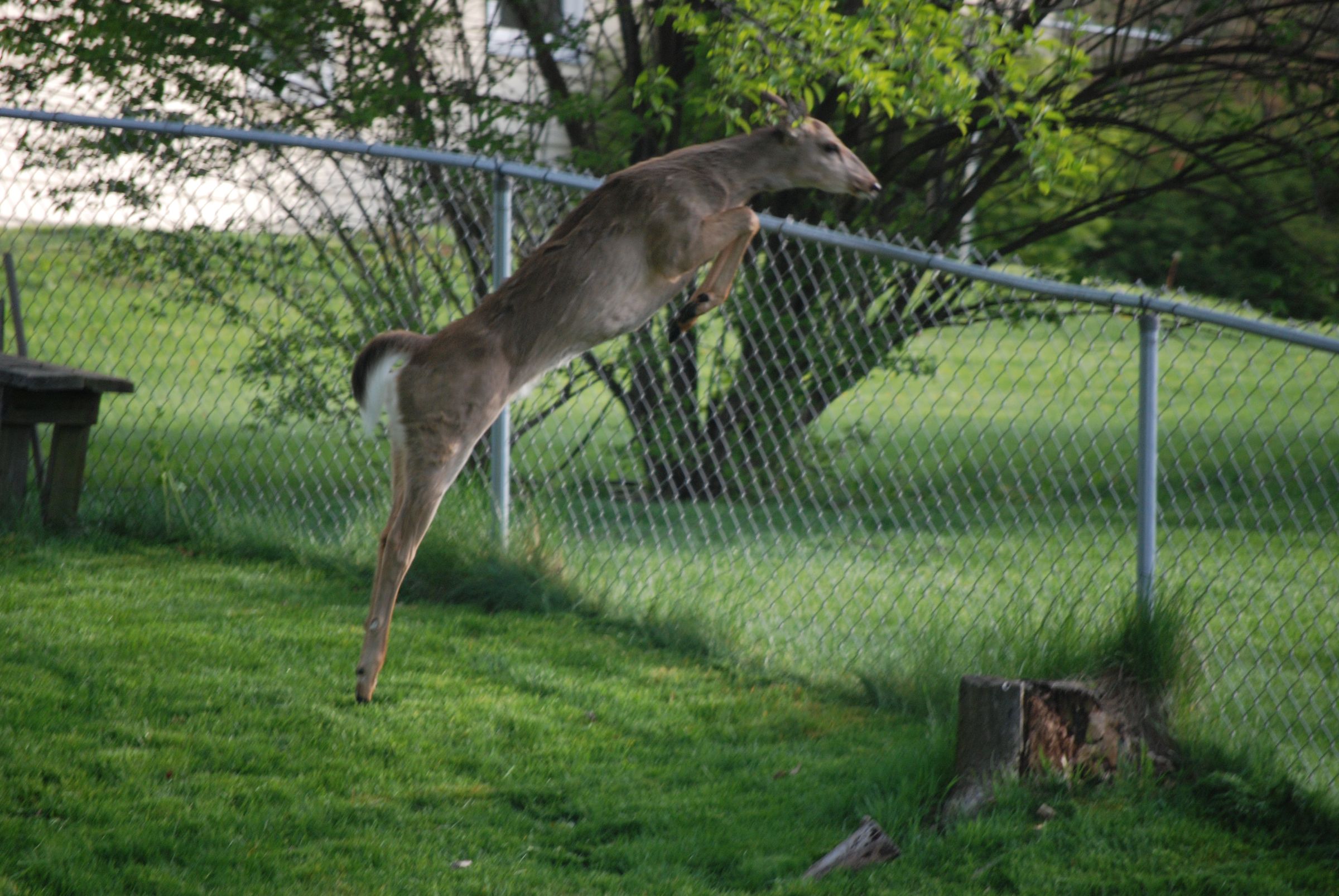 Garden Fortress to Stop Deer and Other Vegetable Predators : 5 Steps ...