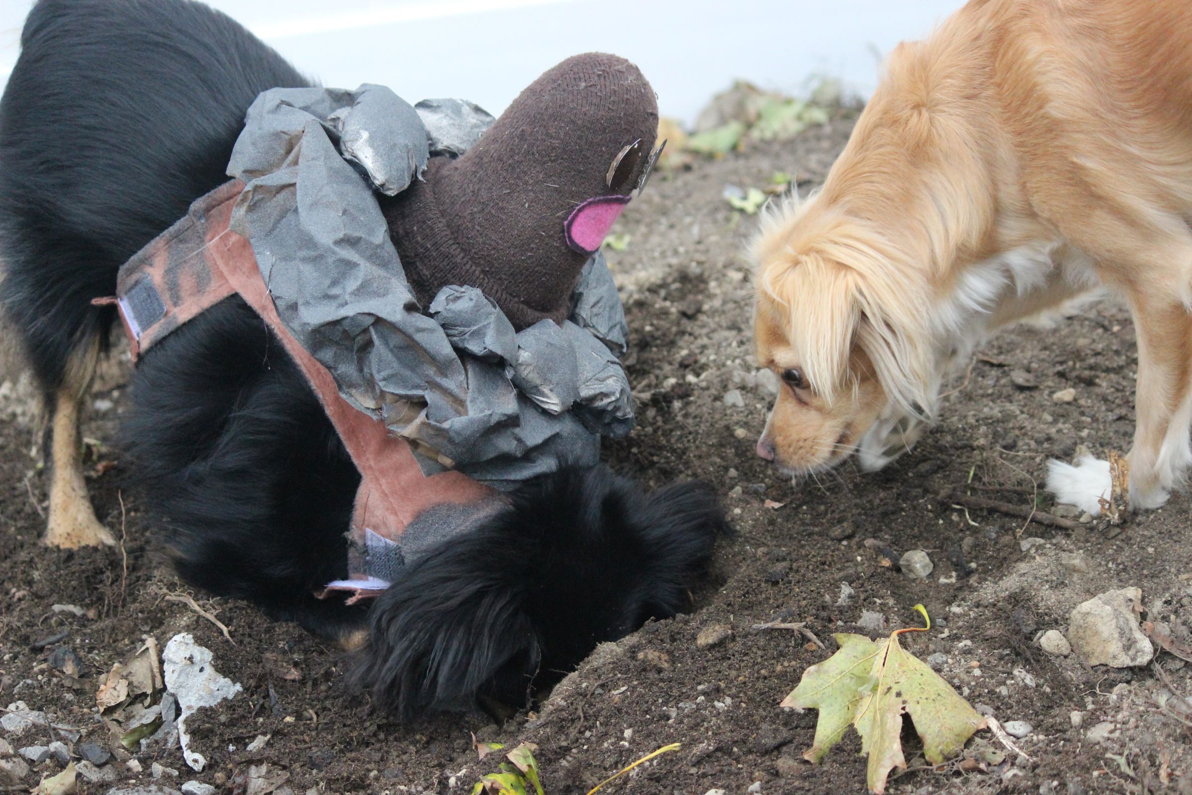 Diglett Dog Costume : 14 Steps (with Pictures) - Instructables