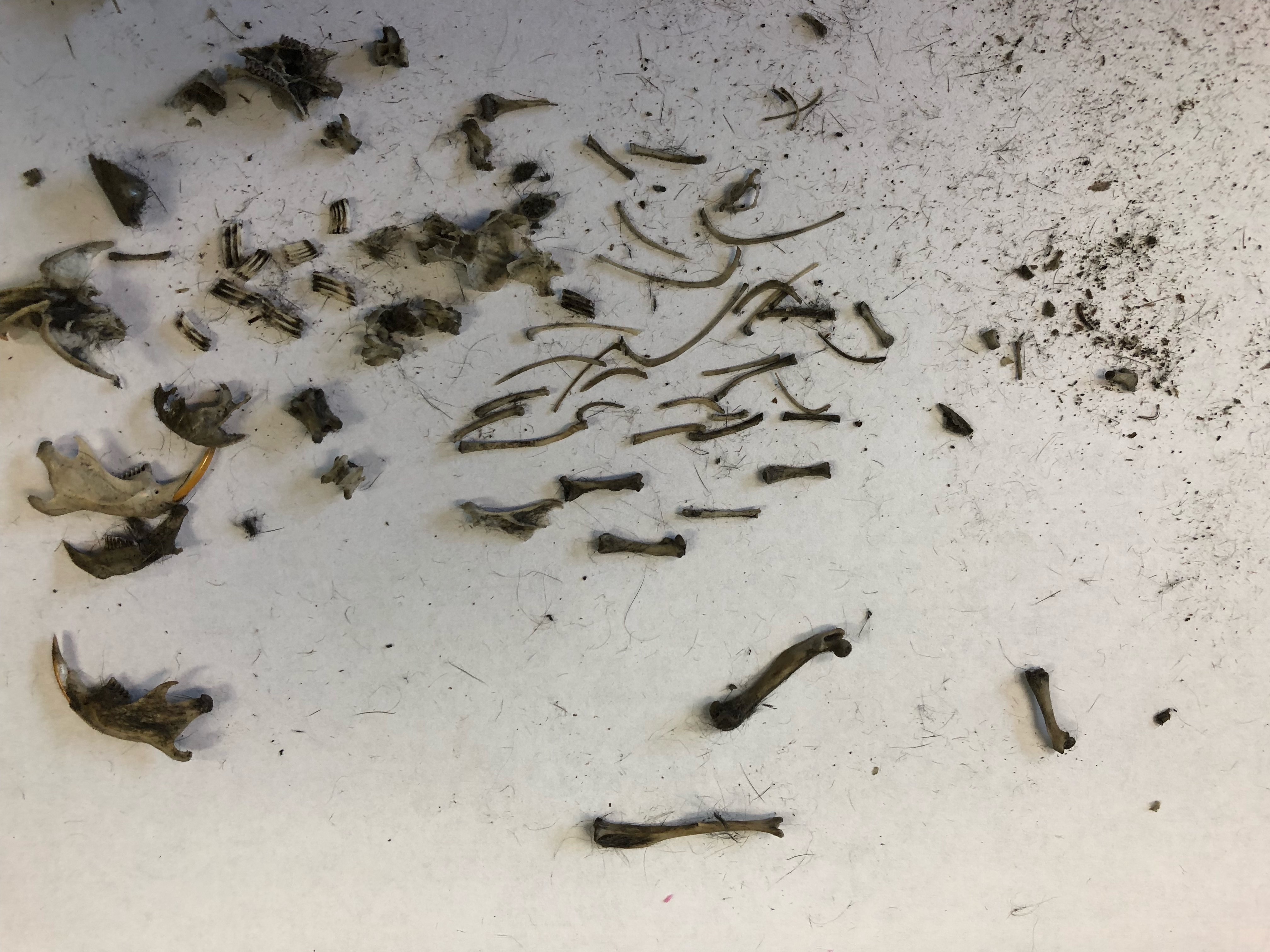 Owl Pellet Dissection : 6 Steps (with Pictures) - Instructables