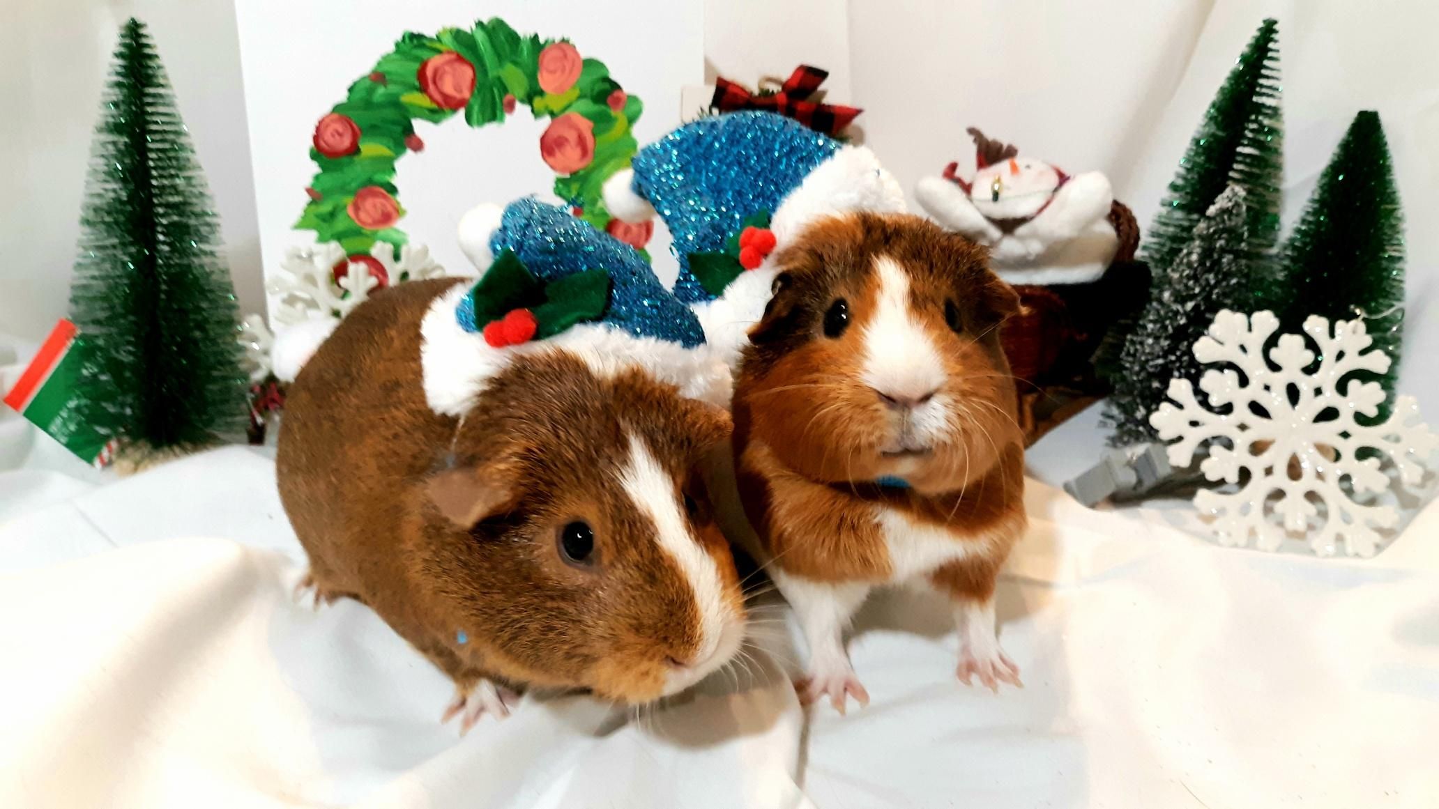 Girl Guinea Pigs Dressed For Halloween