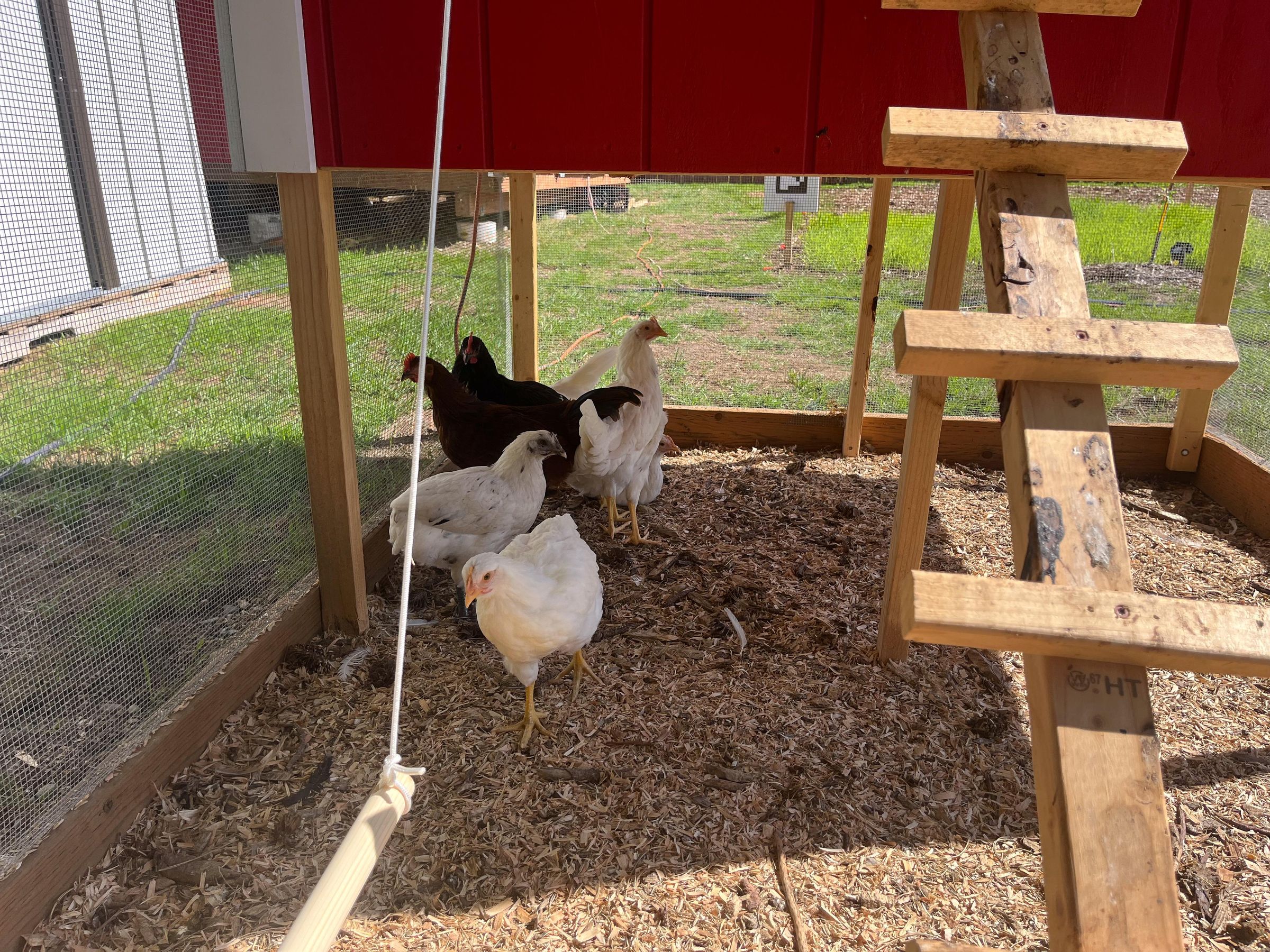 Build a DIY Chicken Palace : 7 Steps (with Pictures) - Instructables