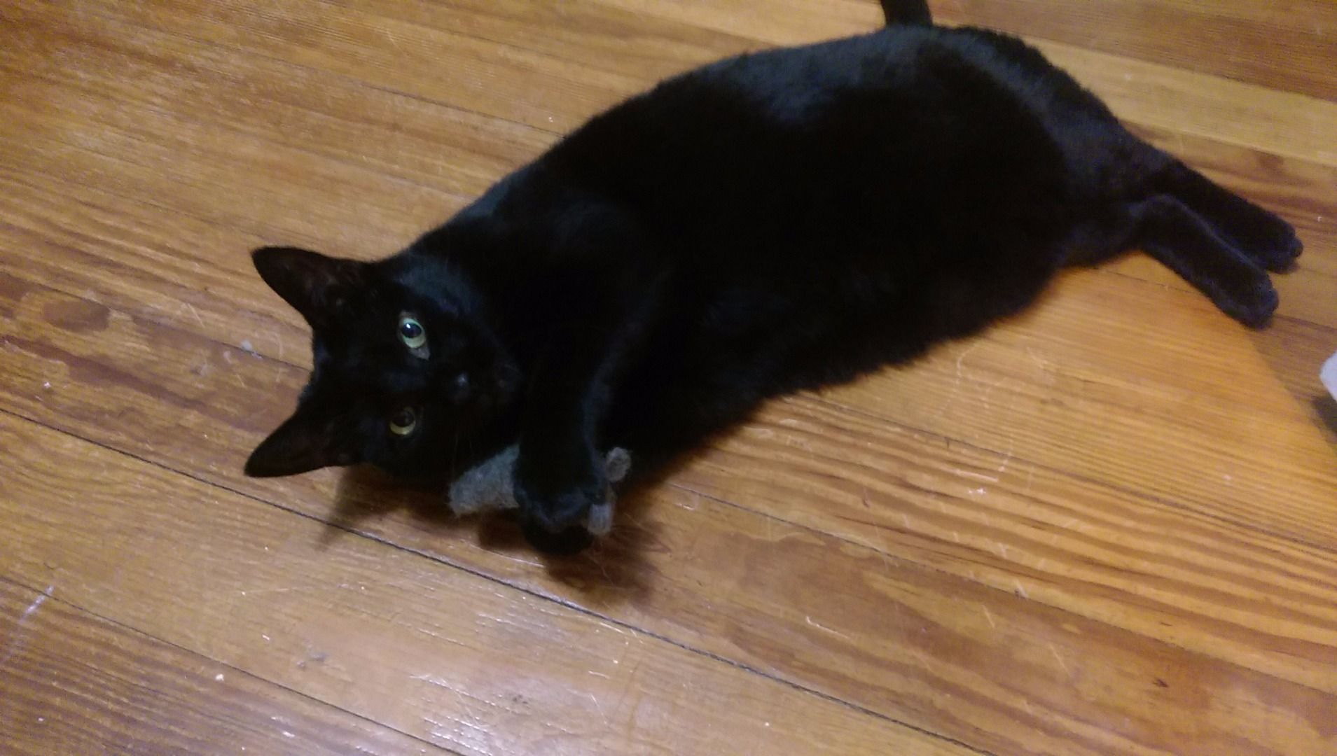 Wooly Mouse Cat Toy : 8 Steps (with Pictures) - Instructables