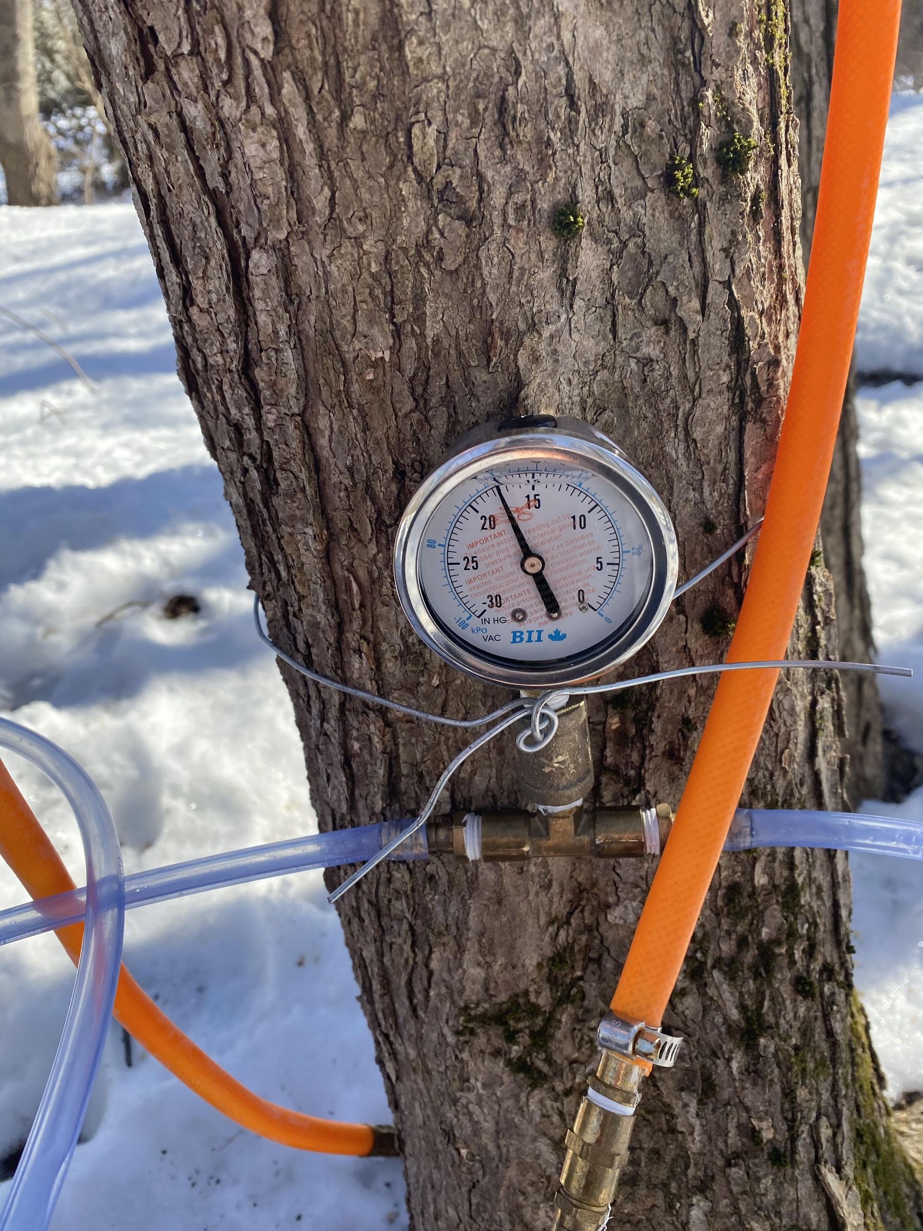 What´s the Most Efficient Way to Get the Most Sap From Your Maple Trees ...