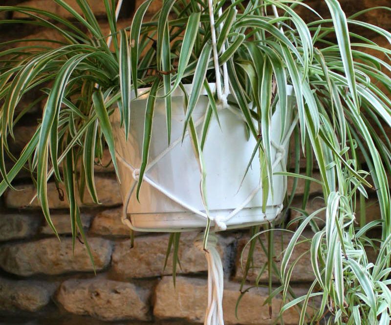 Simple Diy Rope Plant Hanger