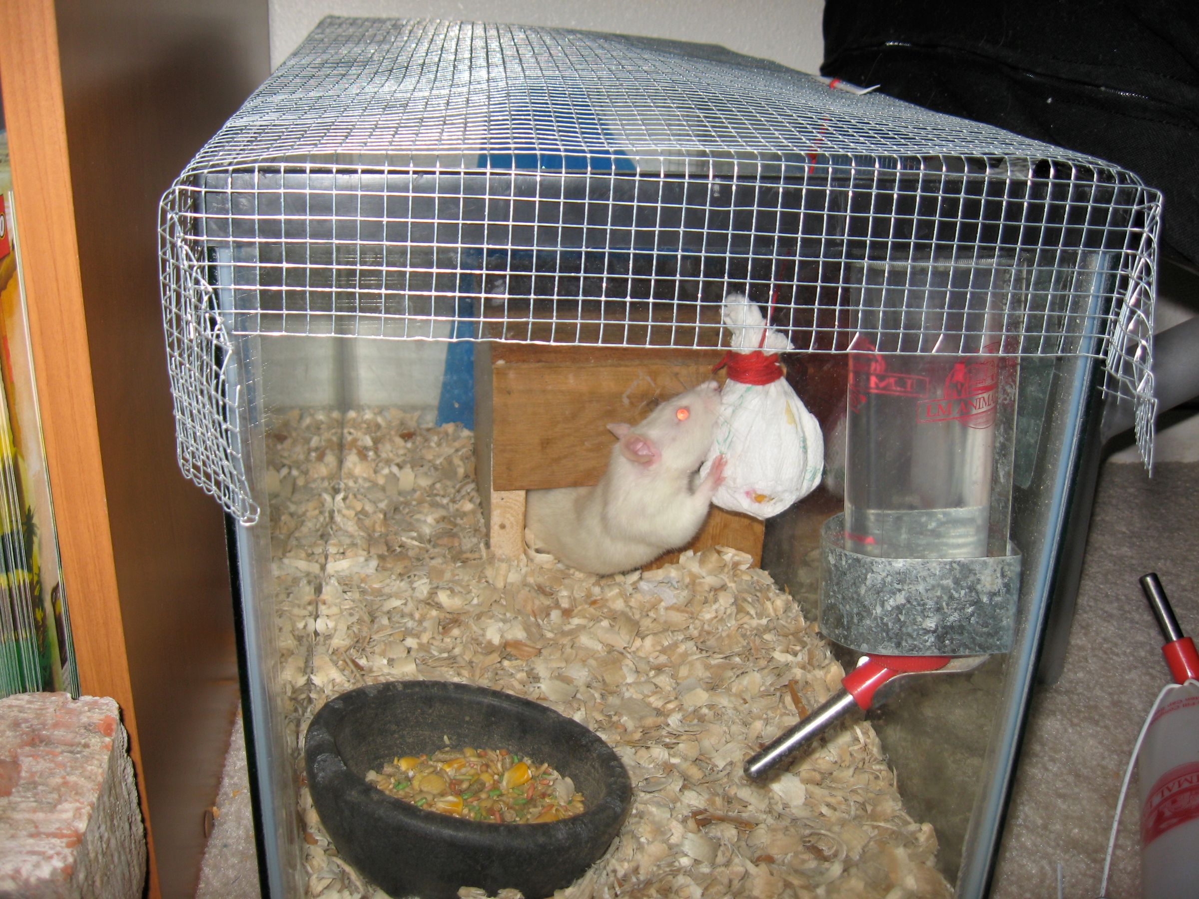 A Better "Rat Pinata" : 4 Steps (with Pictures) - Instructables
