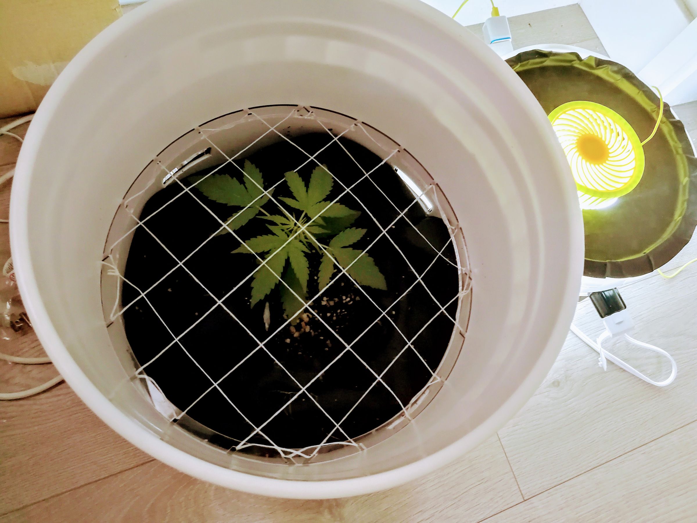 Low Stress Training SCROG Laser Cut Acrylic Grid for Grow Buckets : 4 ...