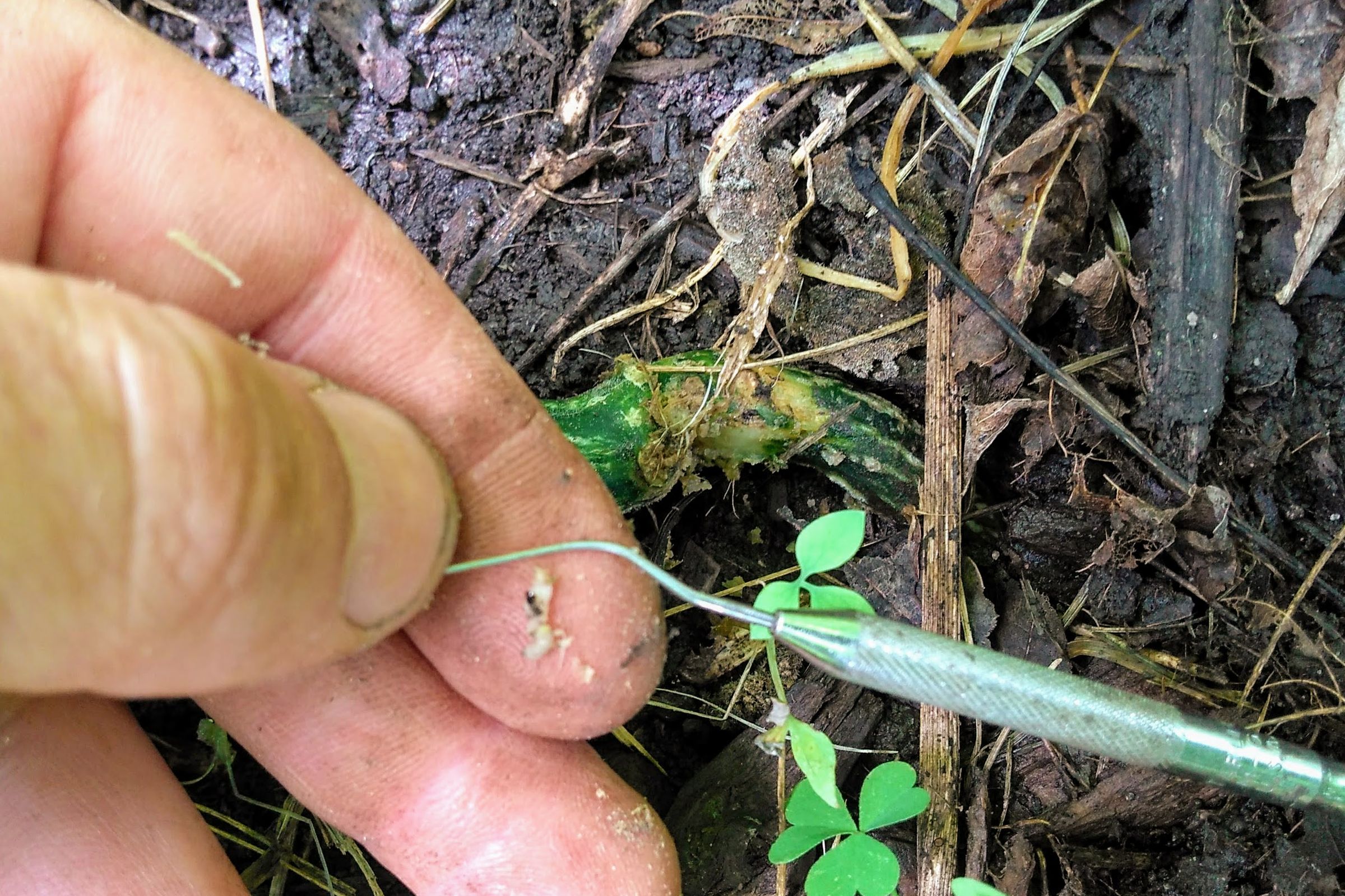 How to Hunt Vine Borers : 17 Steps (with Pictures) - Instructables