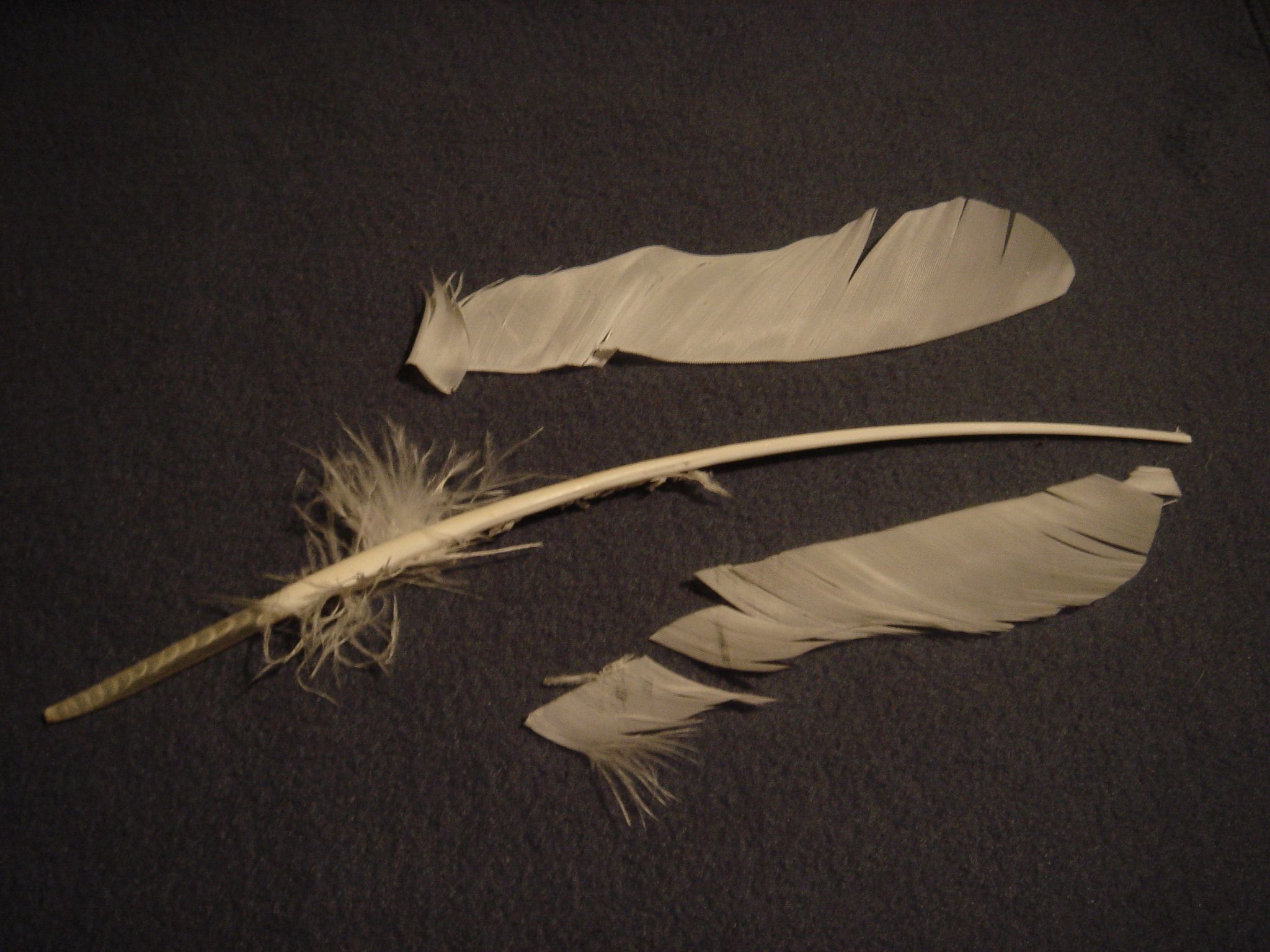 How to Make a Pair of Angel Wings : 15 Steps (with Pictures ...