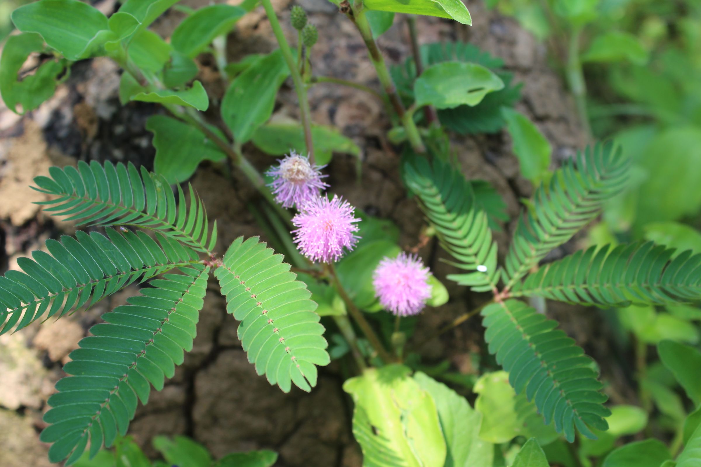 COLLECTING AYURVEDIC PLANTS : 18 Steps - Instructables