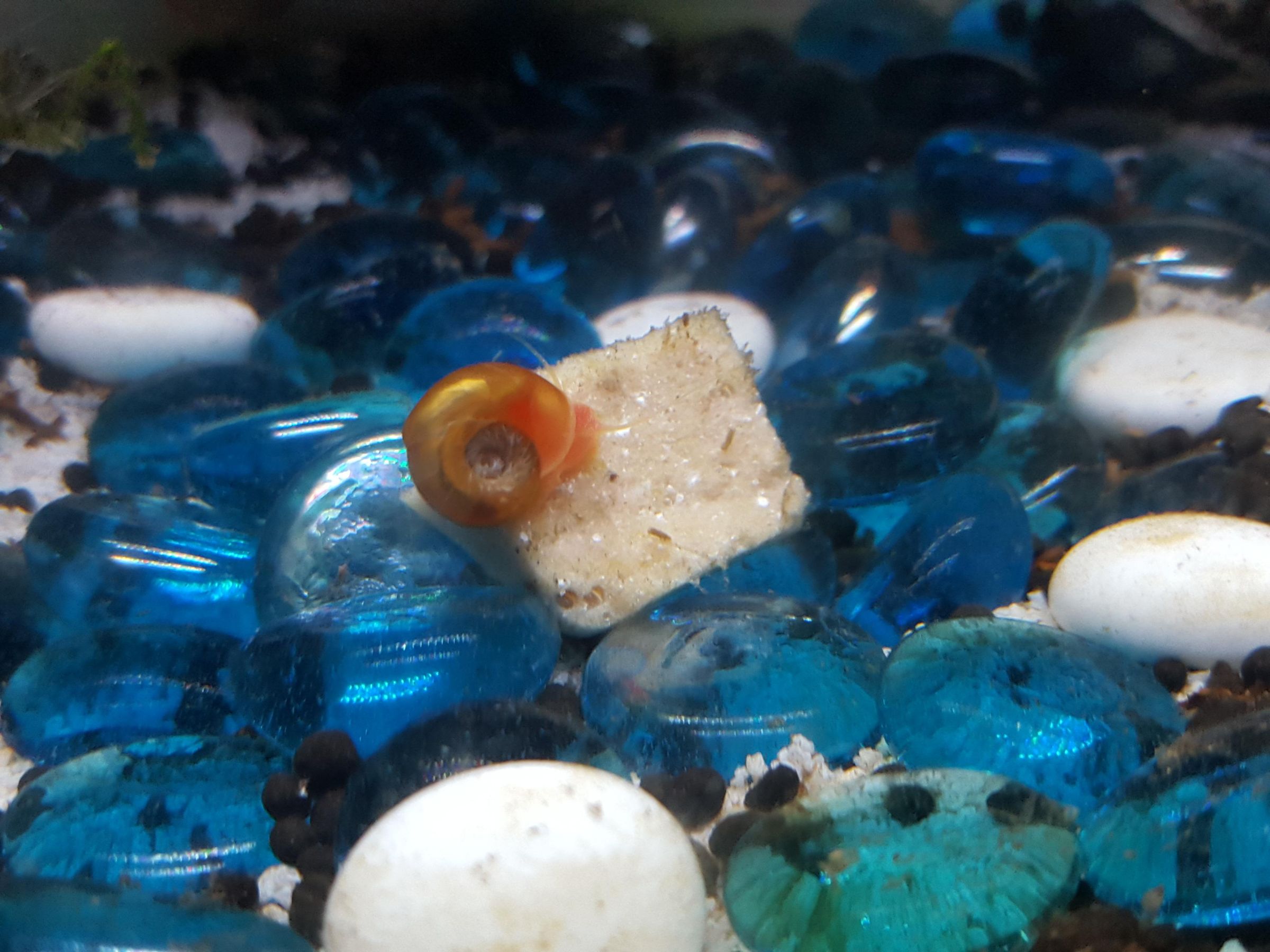 Snello, a Snails Favorite Treat : 5 Steps (with Pictures) - Instructables