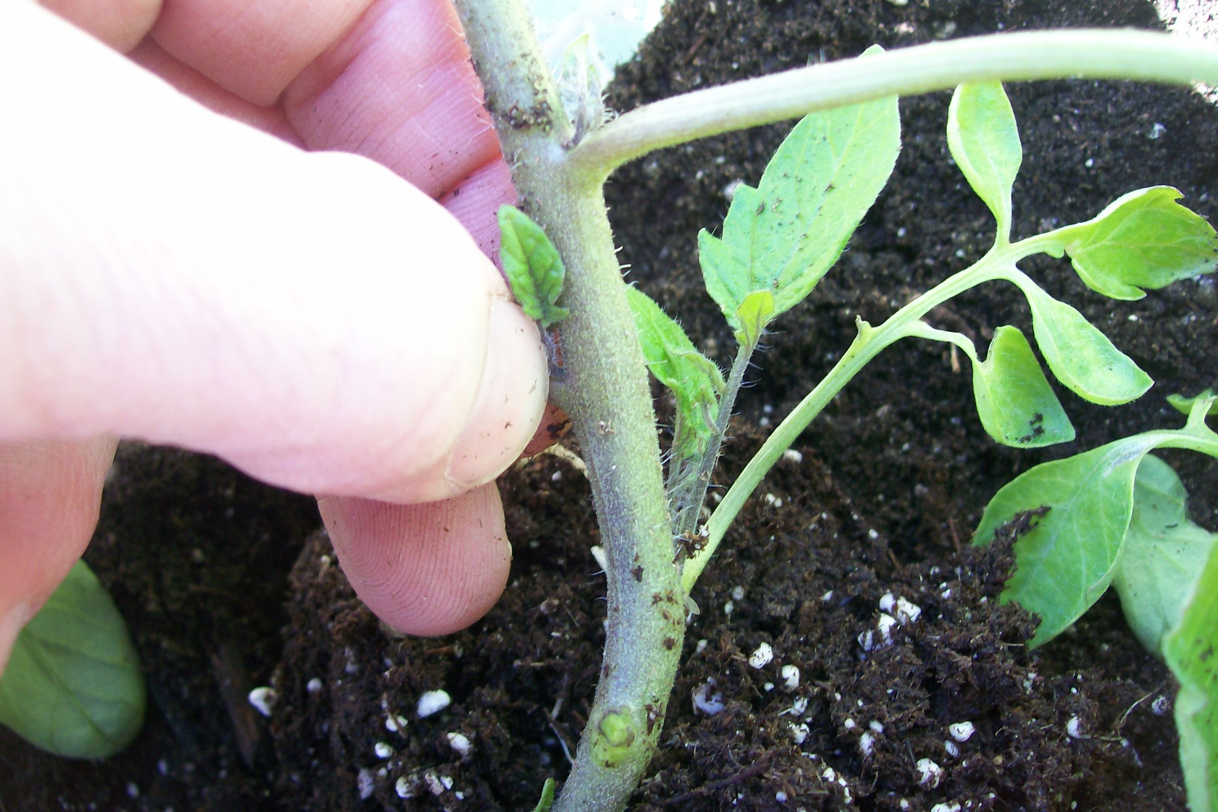 Growing Horizontal Tomatoes : 5 Steps - Instructables