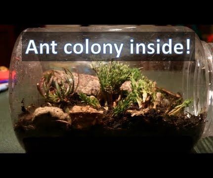 Eternal Terrarium With Ant Colony Inside! : 4 Steps (with Pictures ...