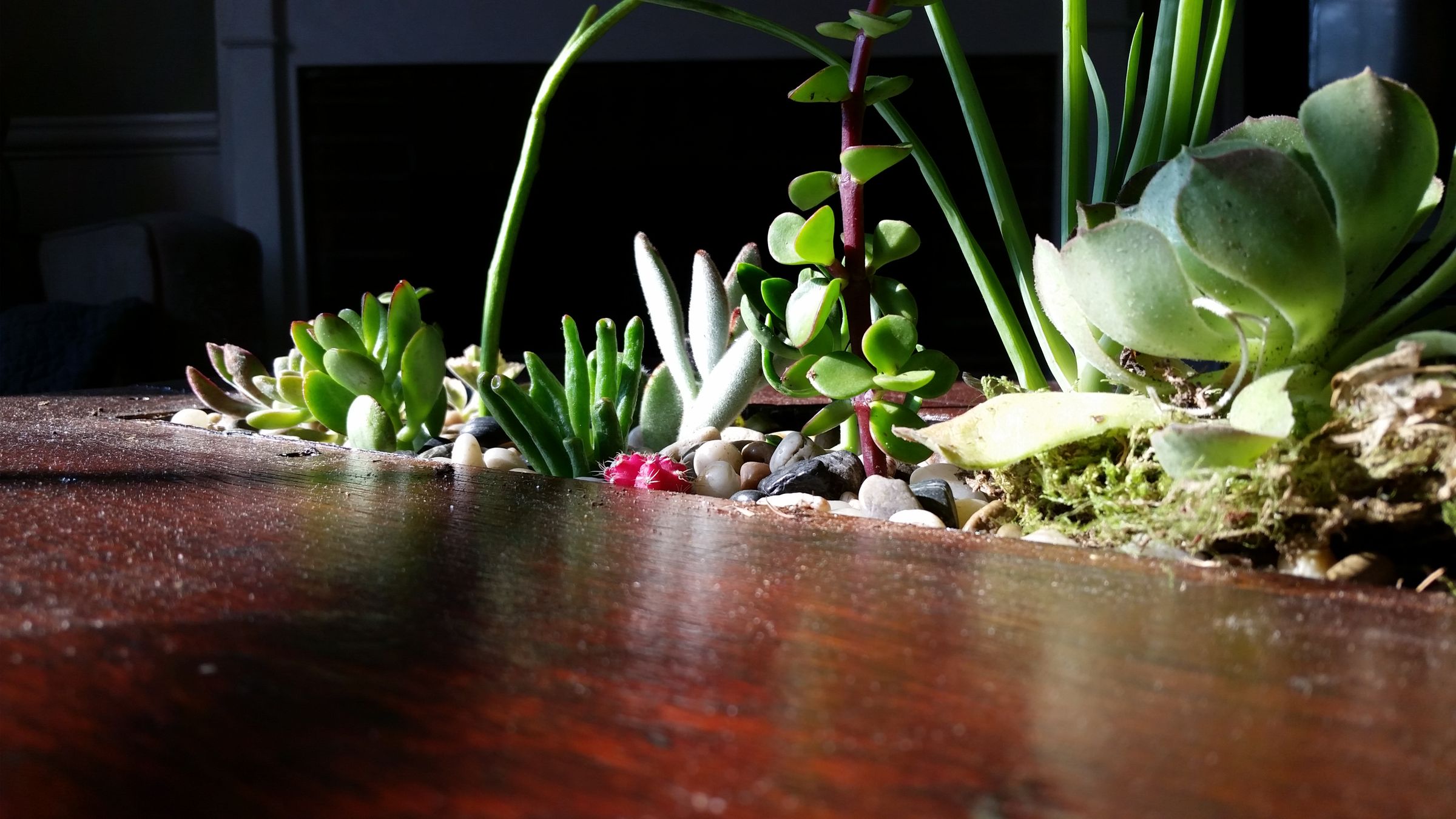 Shelf to Succulent Coffee Table Conversion. : 4 Steps (with Pictures ...