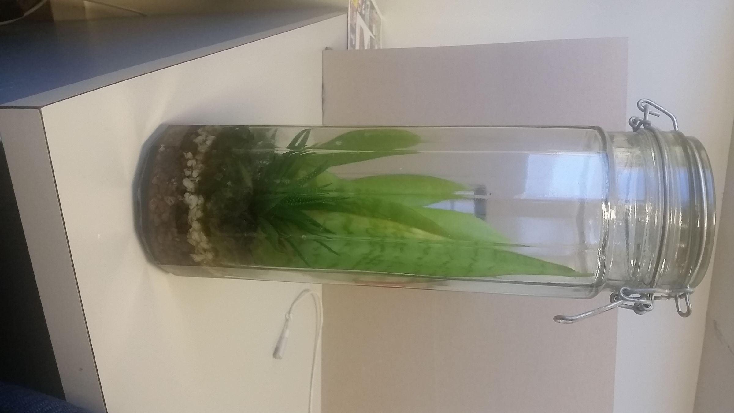 Do It Your-self Sustaining Ecosystem- : 6 Steps (with Pictures ...