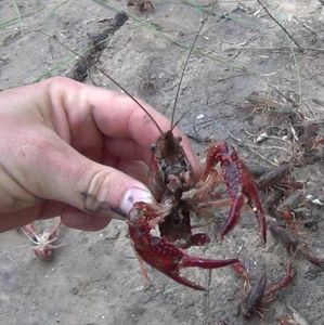 How to Dig Up Crawfish! Aka: Crawdads, Crayfish, Mudbugs, Crays ...