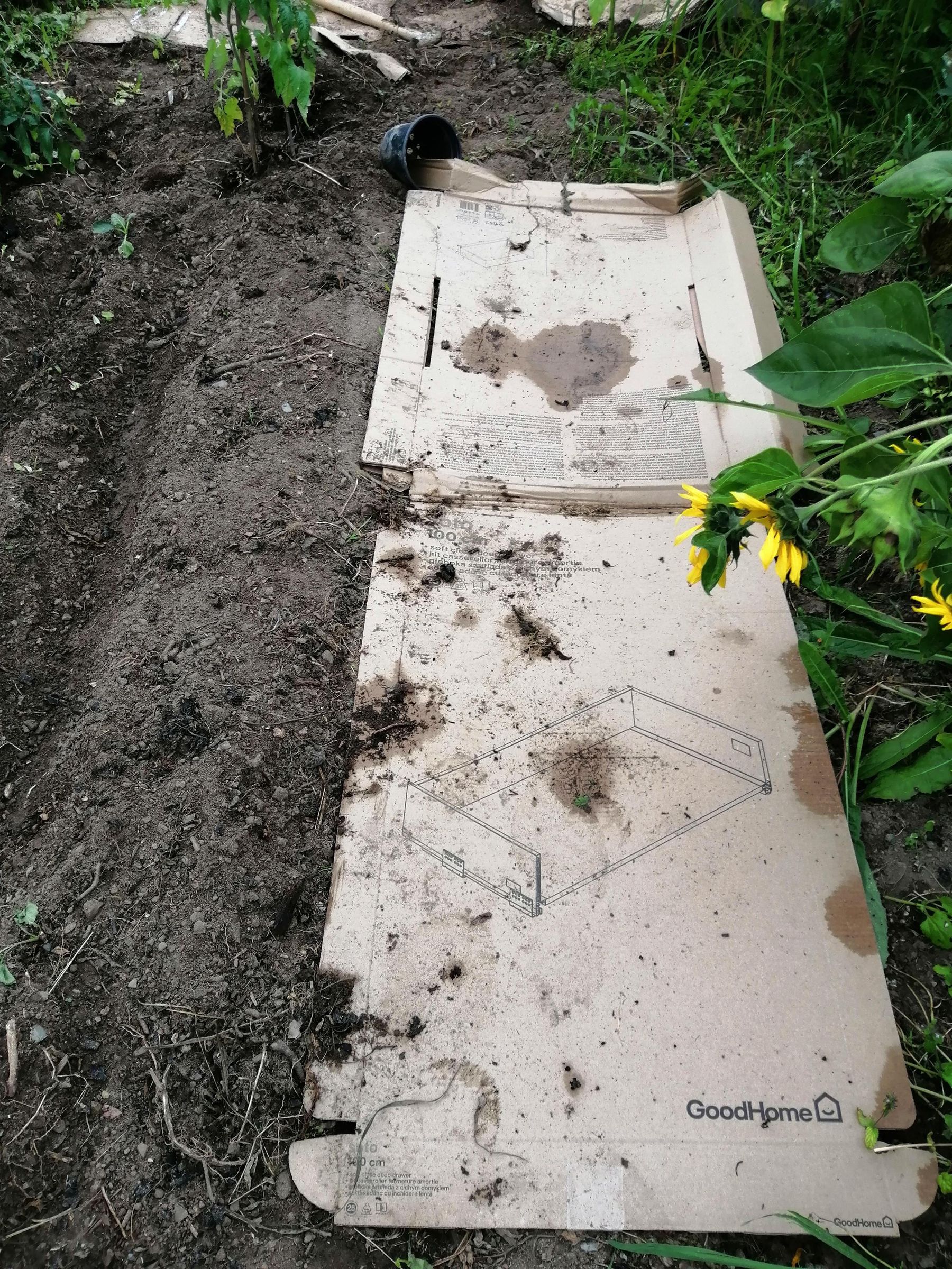 Growing Turnips Using Cardboard : 3 Steps - Instructables