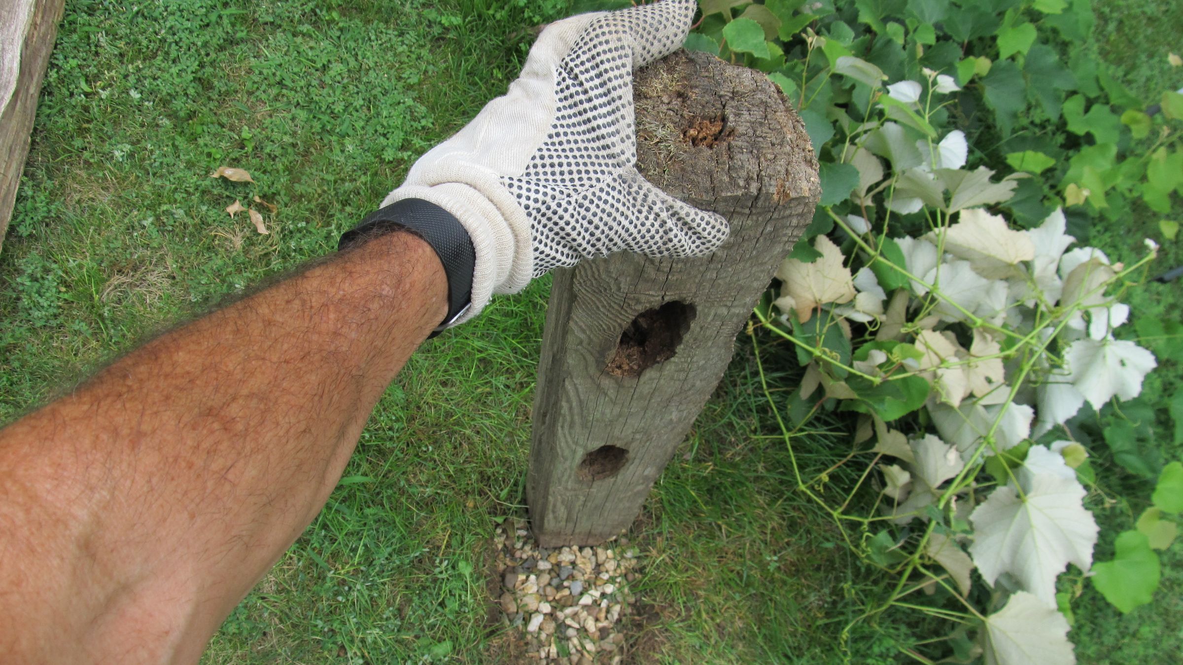 Grape Vine Trellis From a Salvaged Split-Rail Fence : 7 Steps (with ...