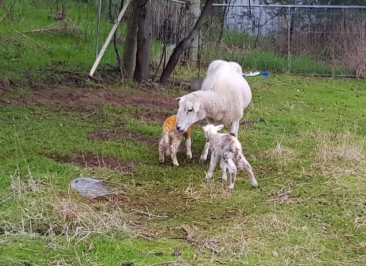 Raising Orphan Lambs : 4 Steps (with Pictures) - Instructables