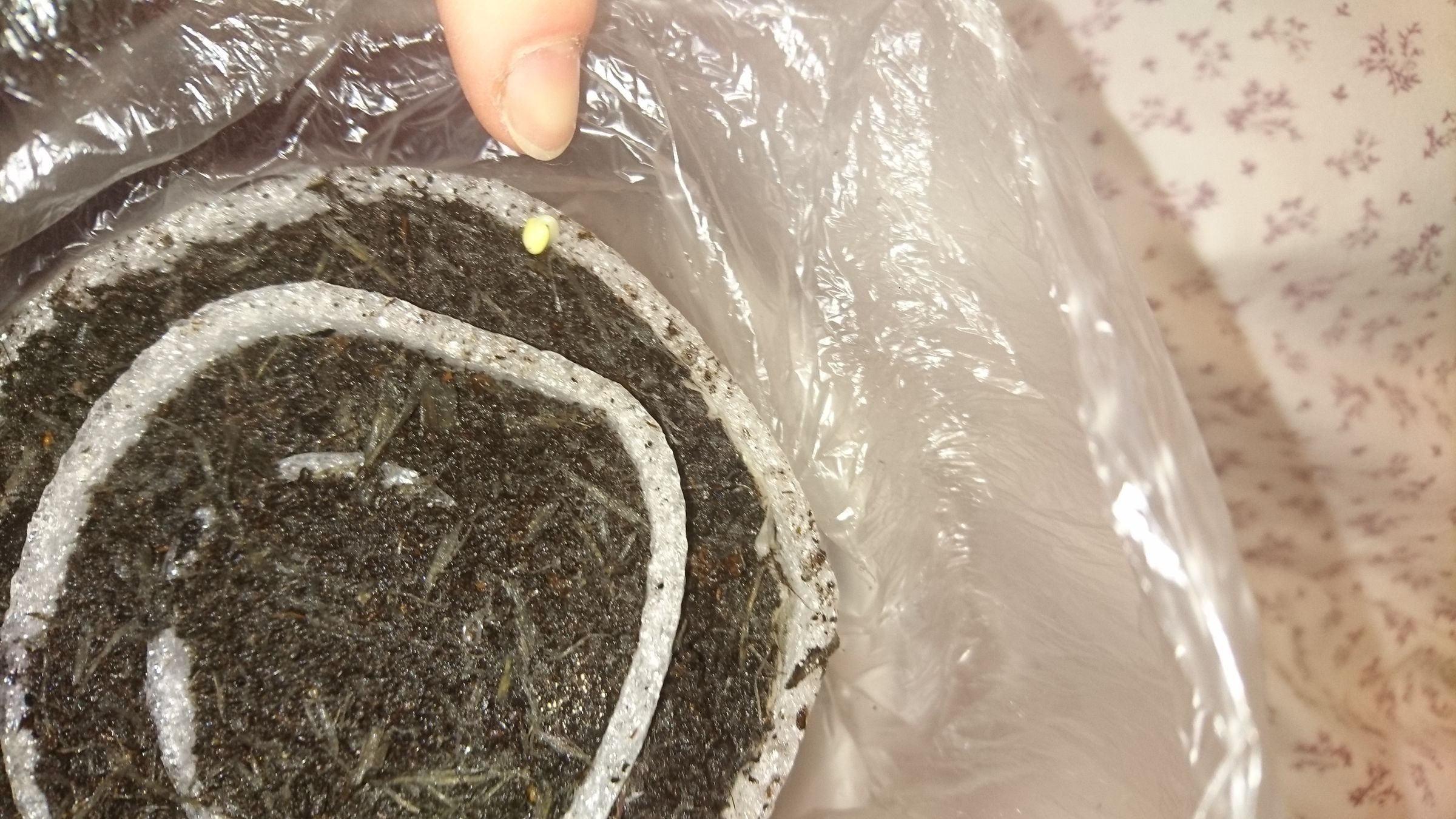 Easy and Economical Seeds Germination System : 8 Steps - Instructables