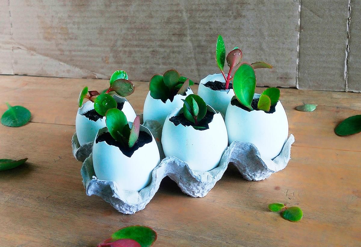 Egg Shell Planter | Gardening : 5 Steps (with Pictures) - Instructables