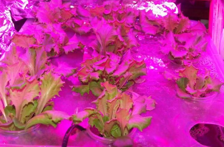 Build Your Own 3120 Lumen LED Grow Light : 18 Steps (with Pictures ...