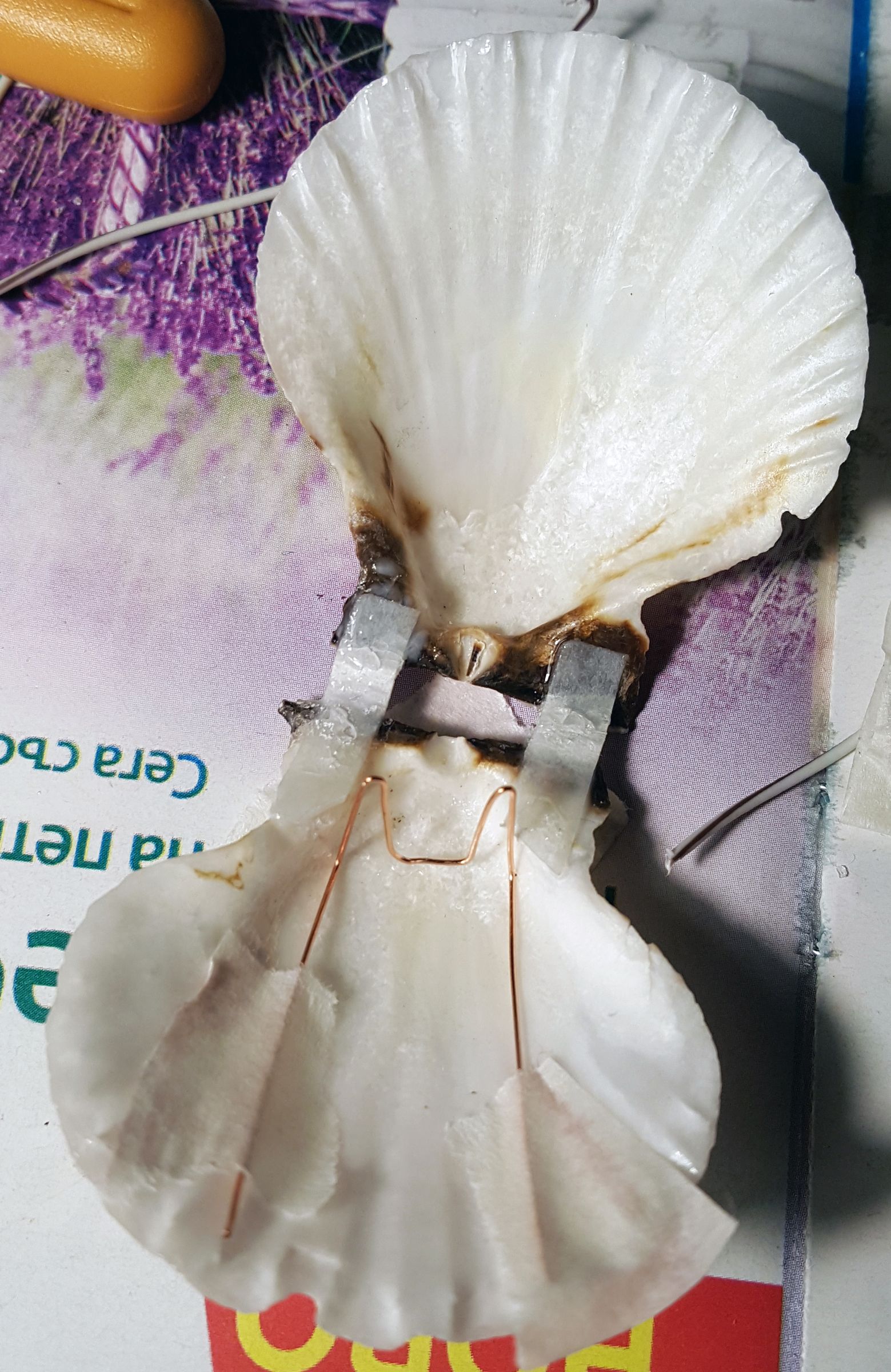 LED-illuminated Seashell Engagement Ring Box : 9 Steps (with Pictures) - Instructables