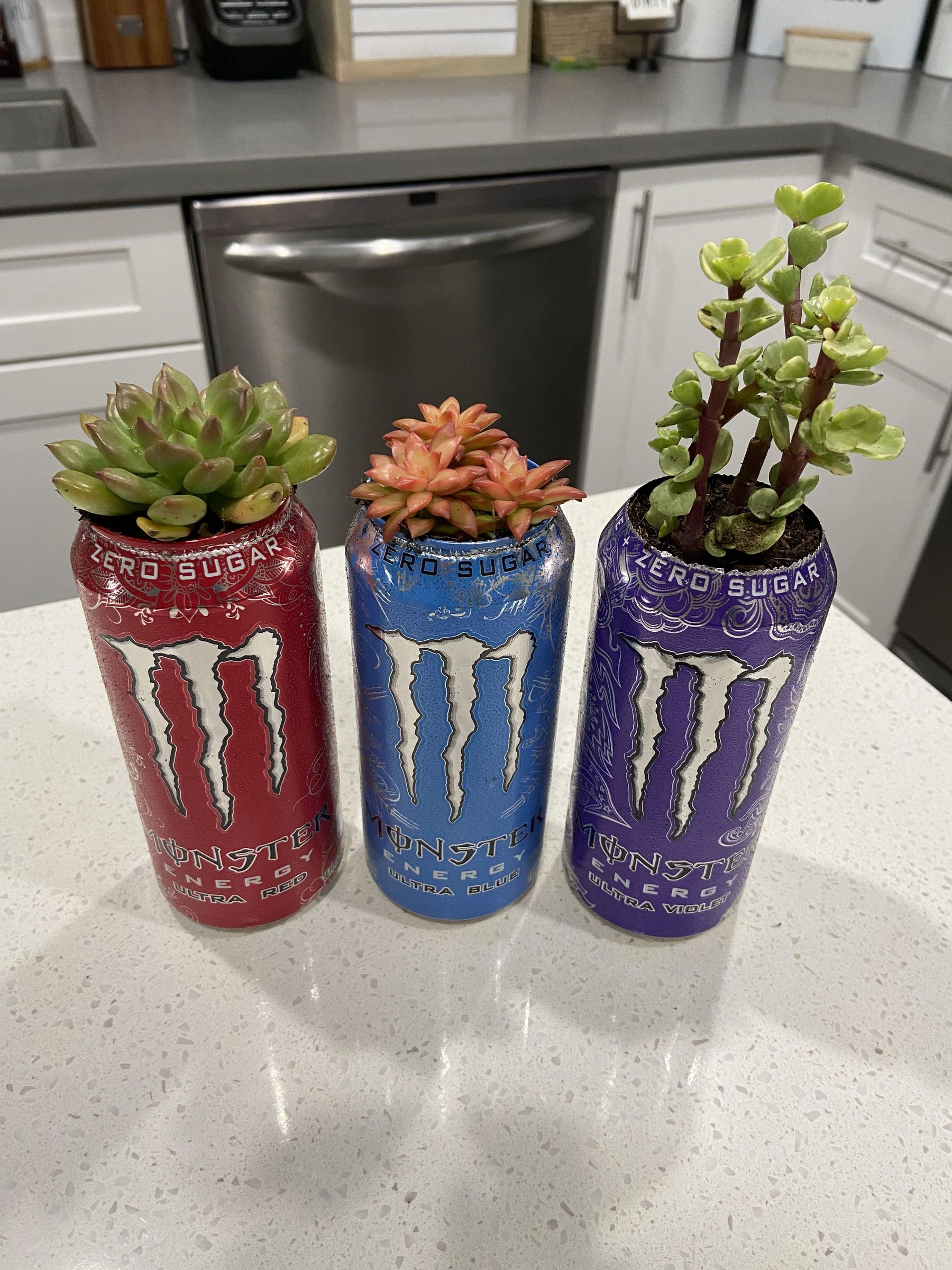 Monster Energy Plants : 5 Steps - Instructables