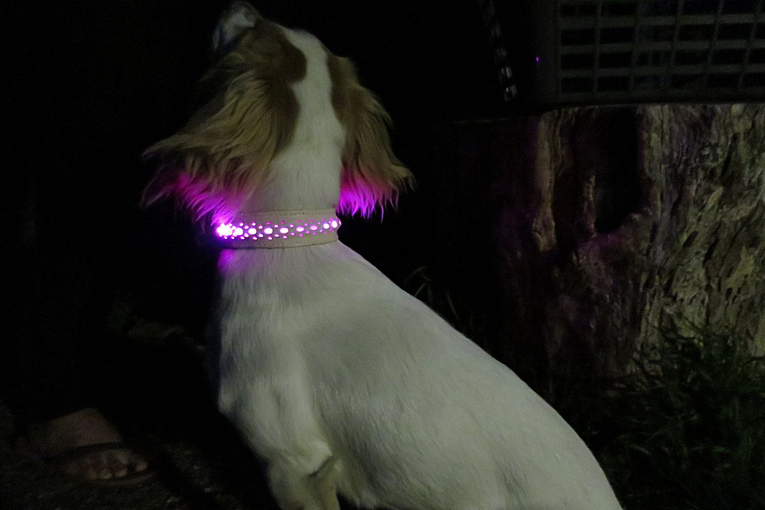 Leather Light-Emitting (LED) Dog Collar : 11 Steps (with Pictures ...
