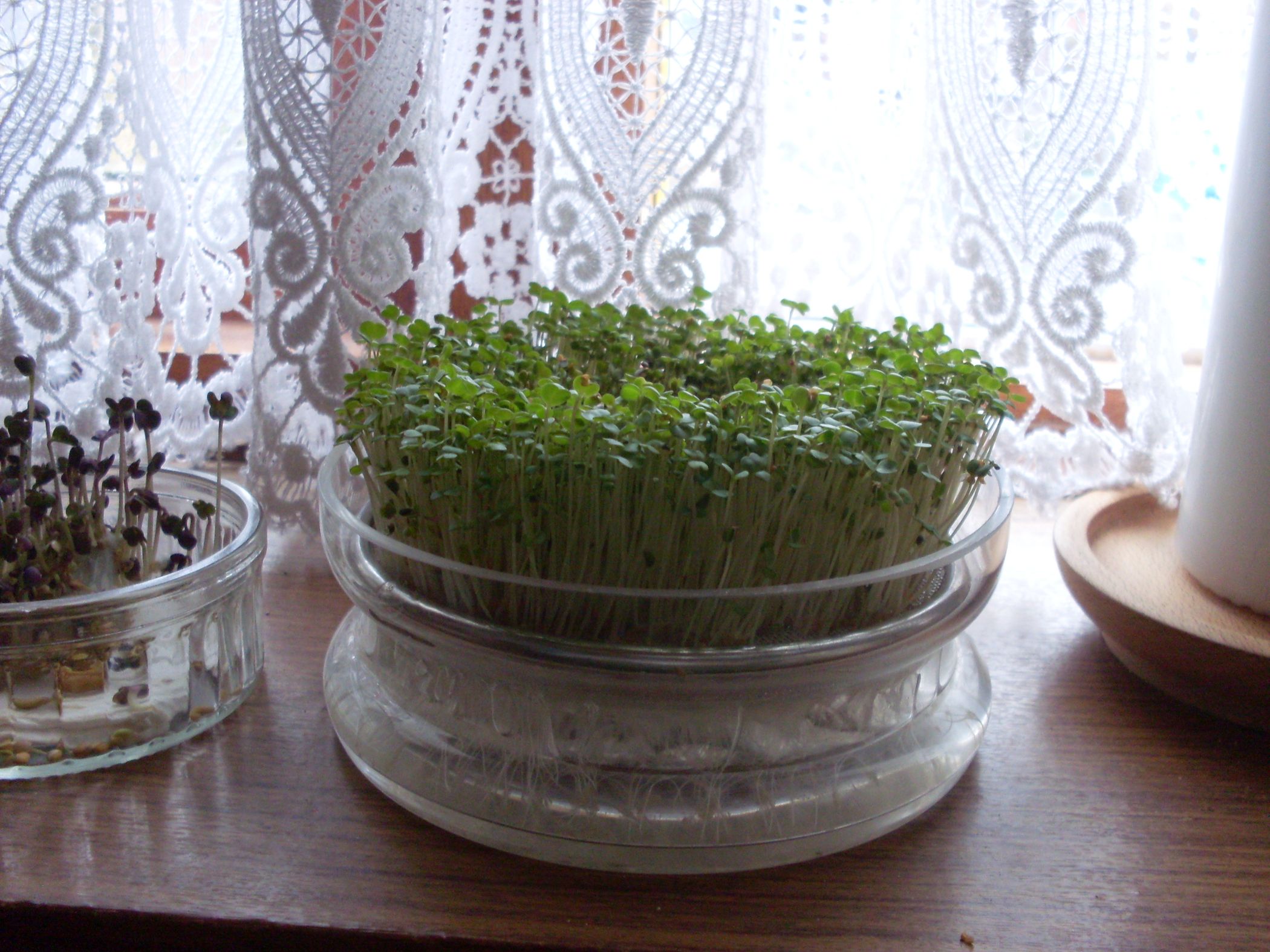 Growing Your Own Sprouts (shoots) the Cheap Way : 3 Steps (with ...