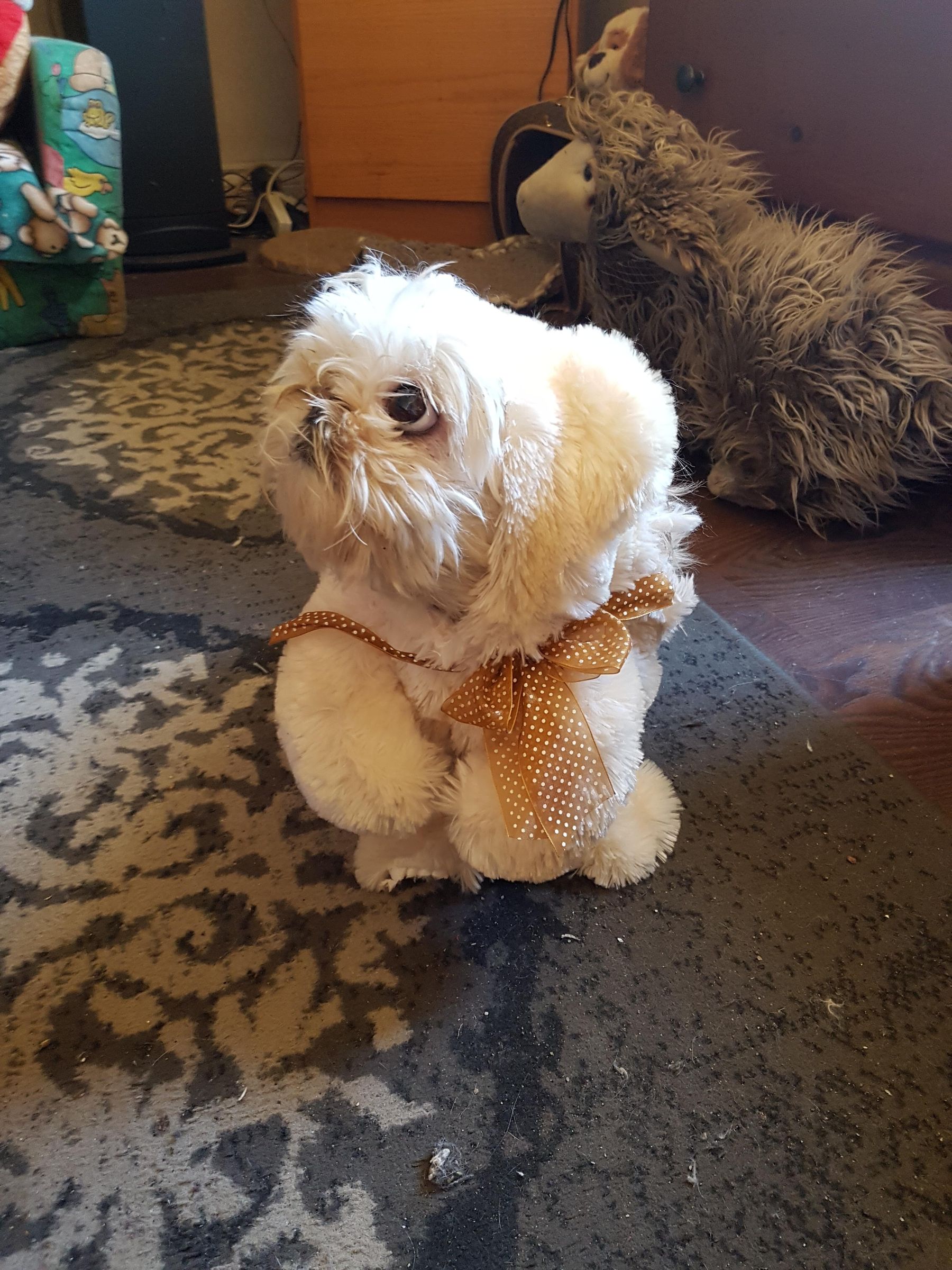 Turn Your Pet Into a Real Life Teddy Bear : 7 Steps (with Pictures ...