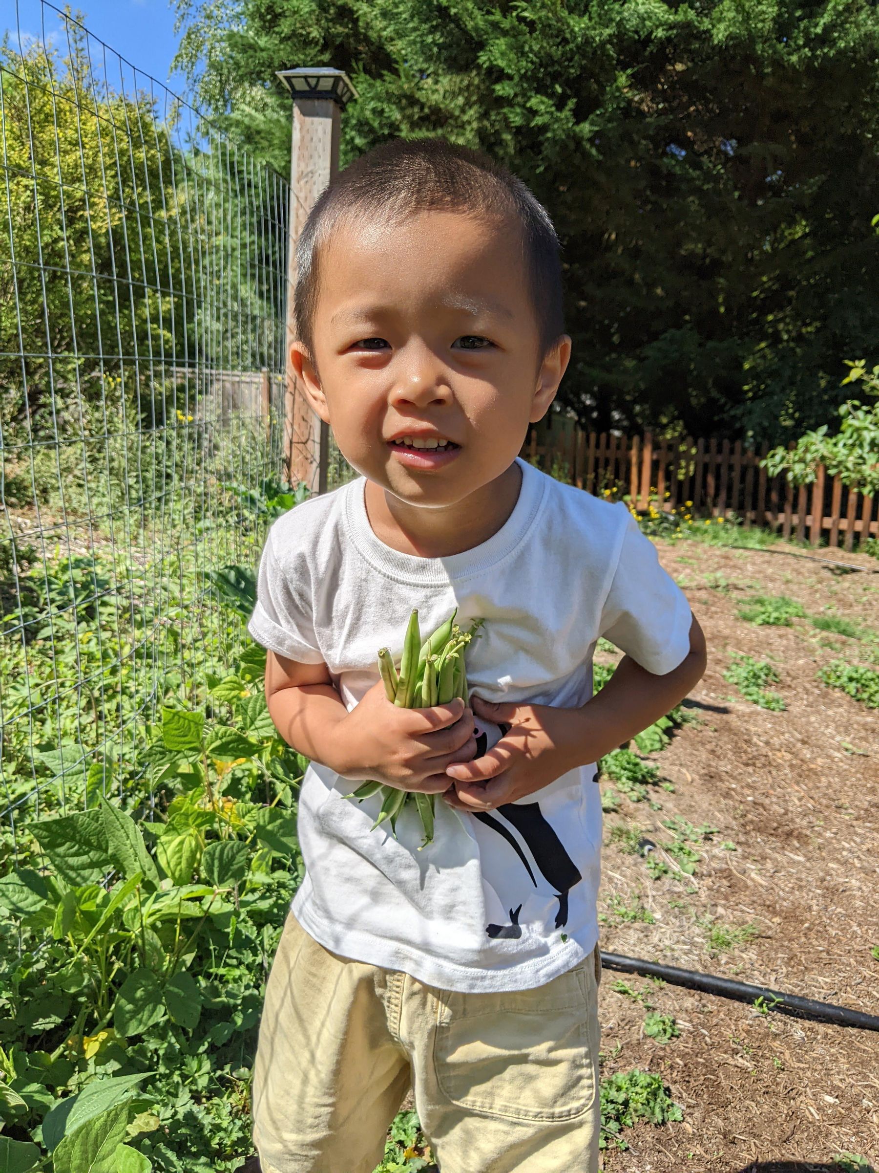 DIY: Transforming My Front Yard From Grass to a Vegetable Garden : 8 ...