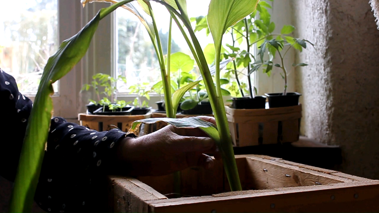 Car Greenhouse - Growing Food, Extending the Season and Succeeding With ...