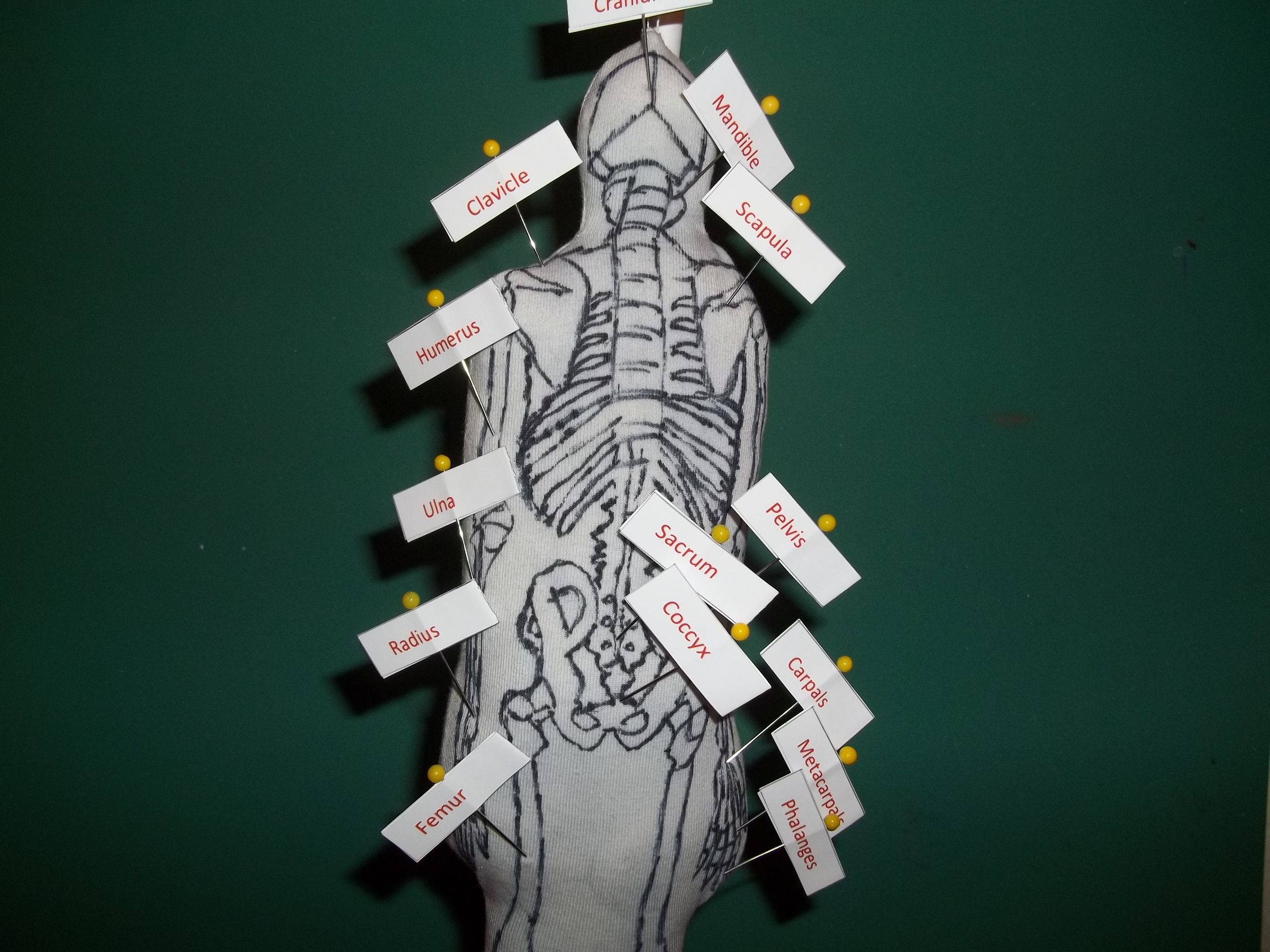 Model of the Human Skeleton : 4 Steps - Instructables