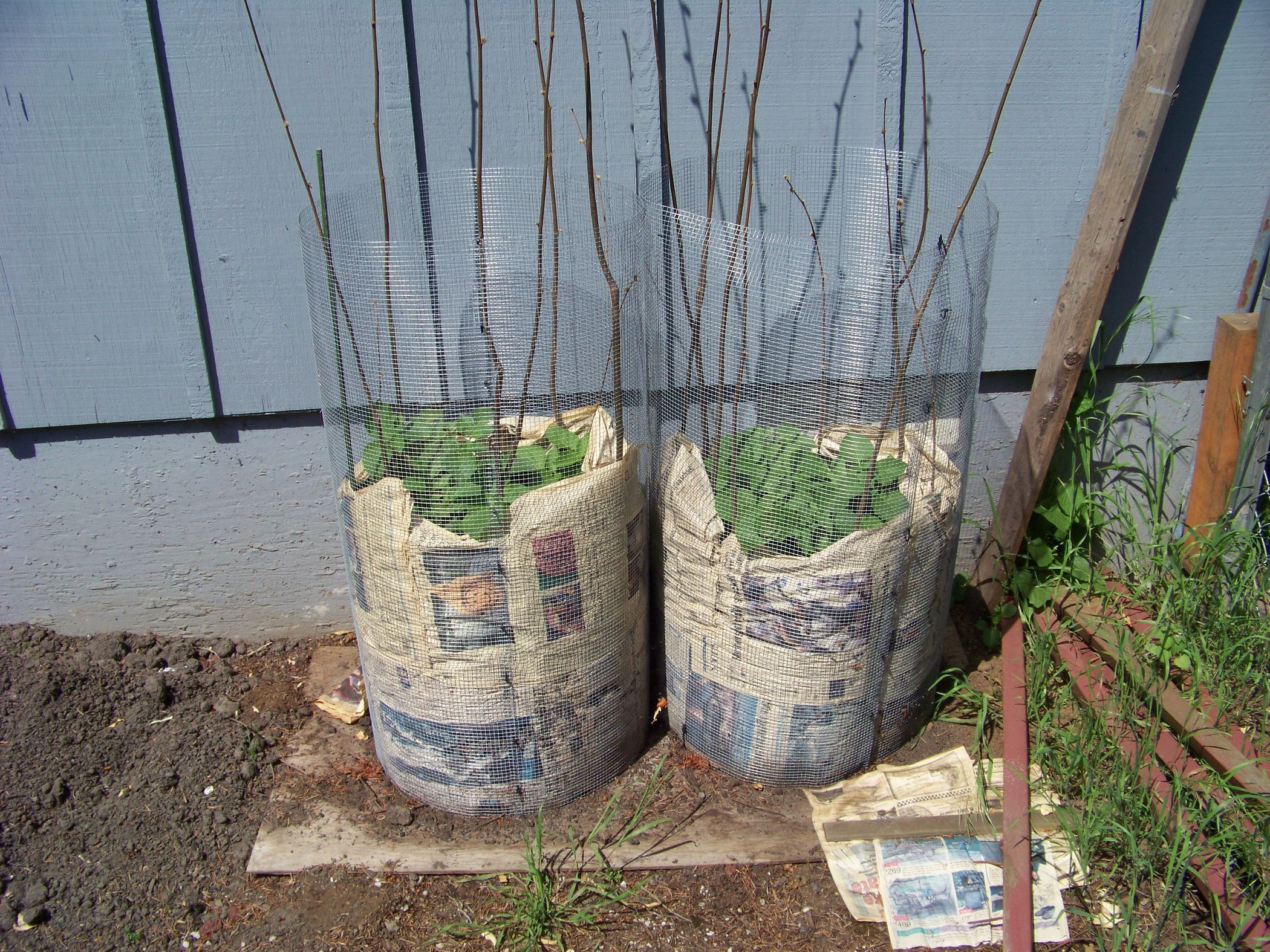Potato Growing Potatoes In Towers POTATO TOWERS : 5 Steps
