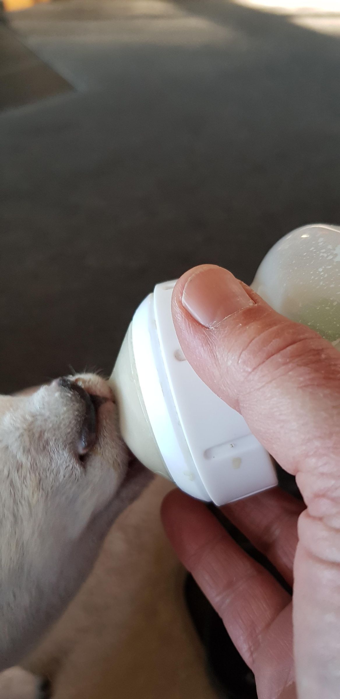 Raising Orphan Lambs : 4 Steps (with Pictures) - Instructables