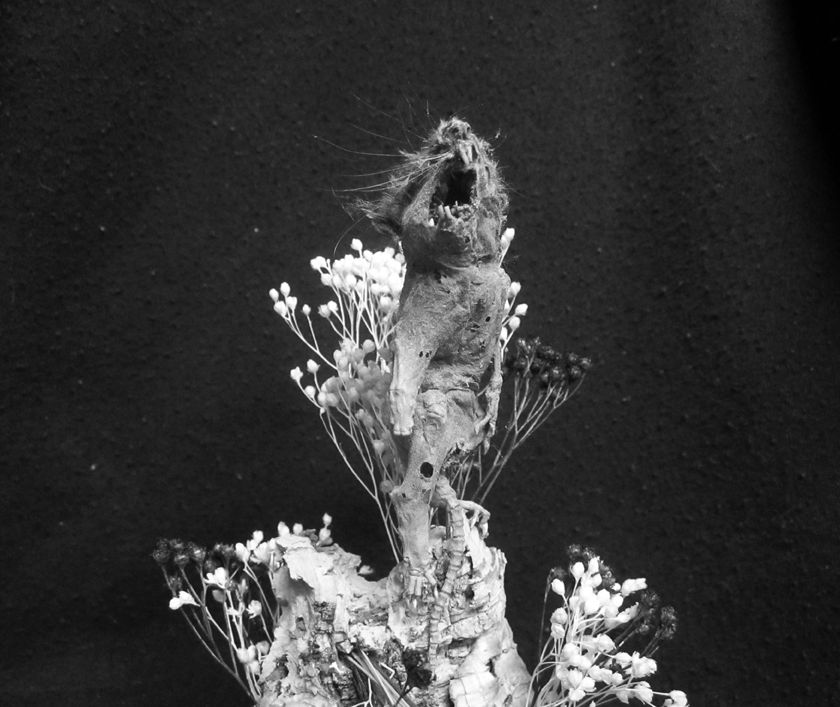 Desiccated Taxidermy Mummy Mouse in a Bell Jar (for Your Wunderkammer ...