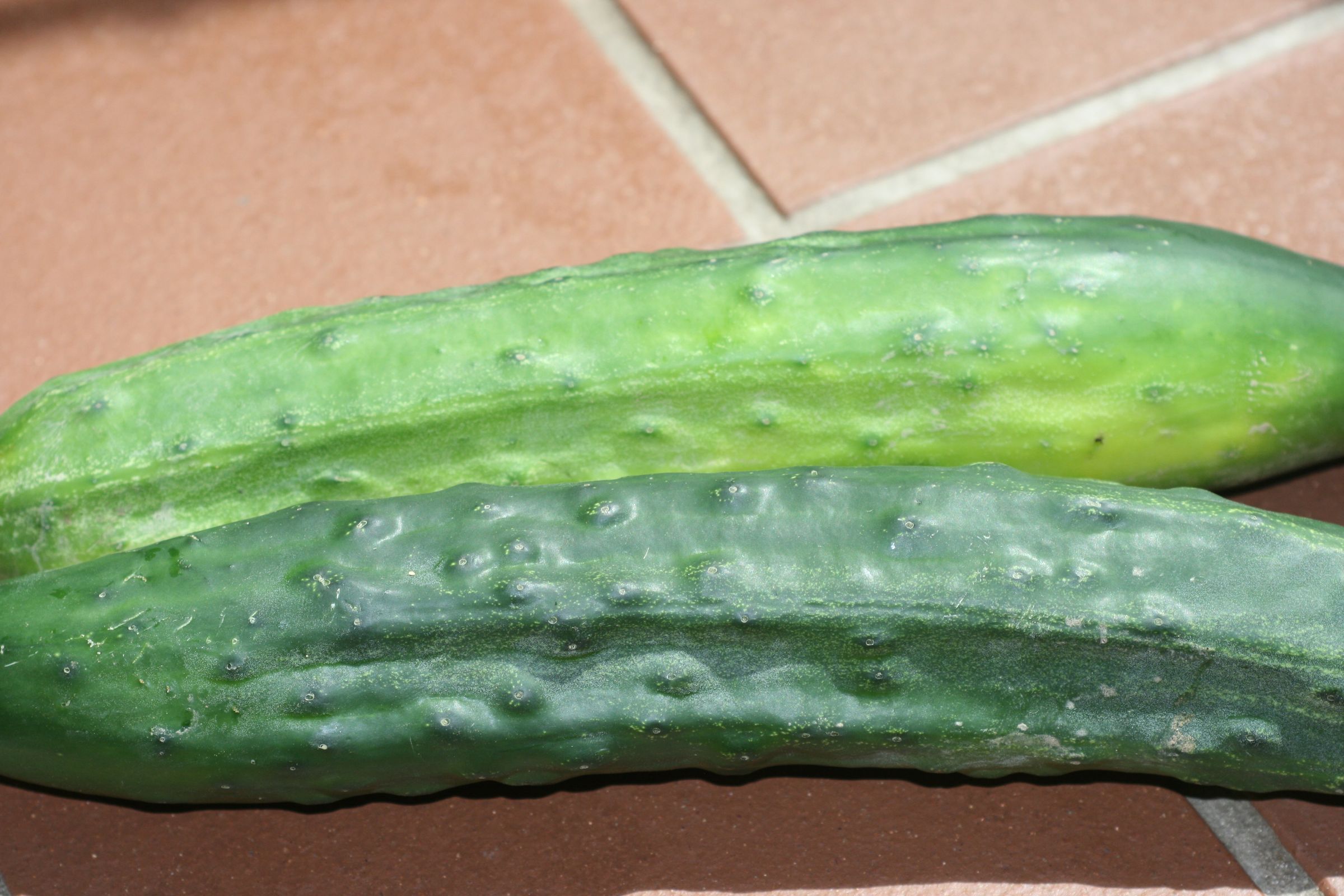 Domestically Sustainable Agriculture - Construction, Planting, and ...