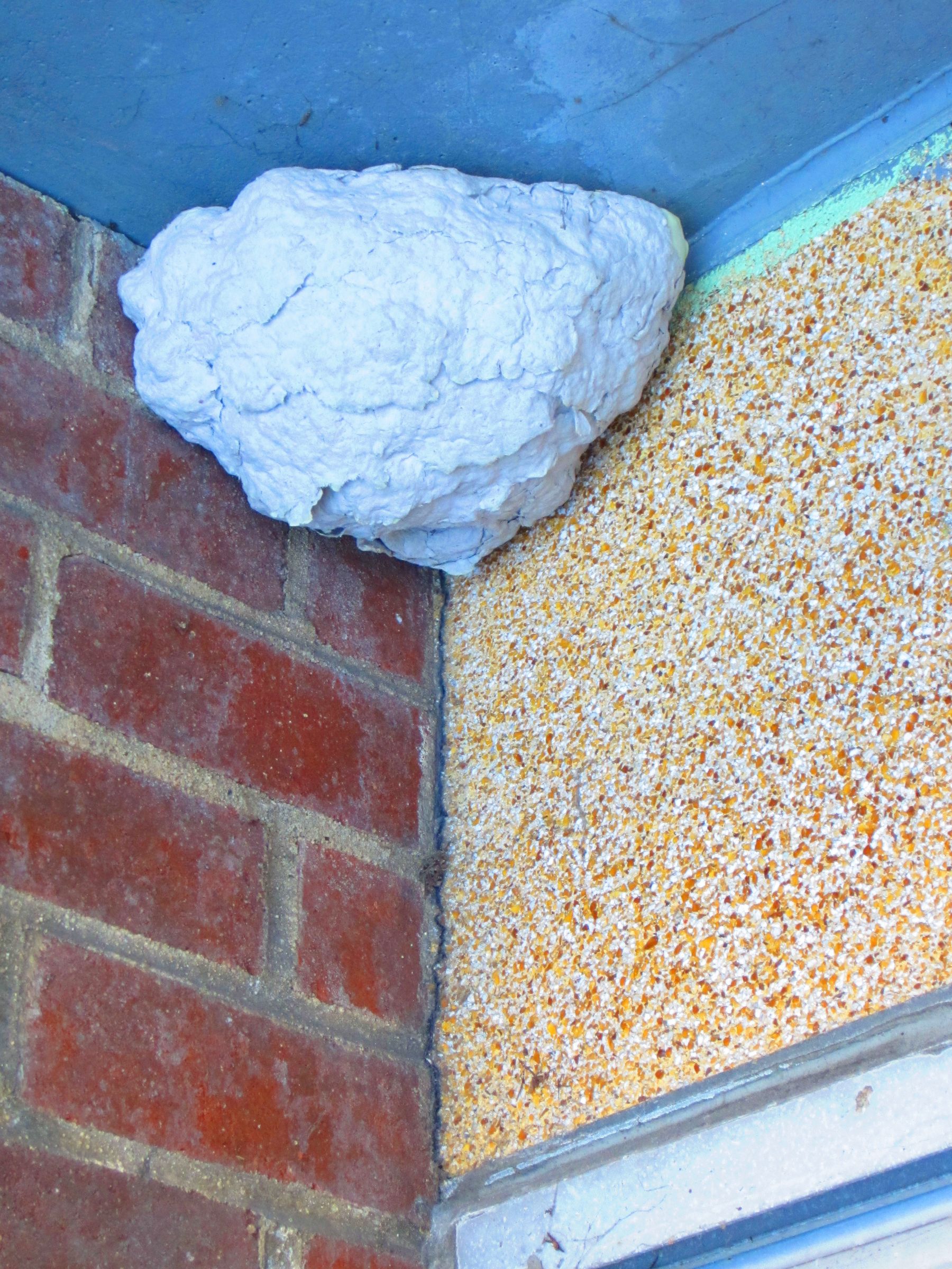 Hornets Nest Hiding Spot : 3 Steps (with Pictures) - Instructables