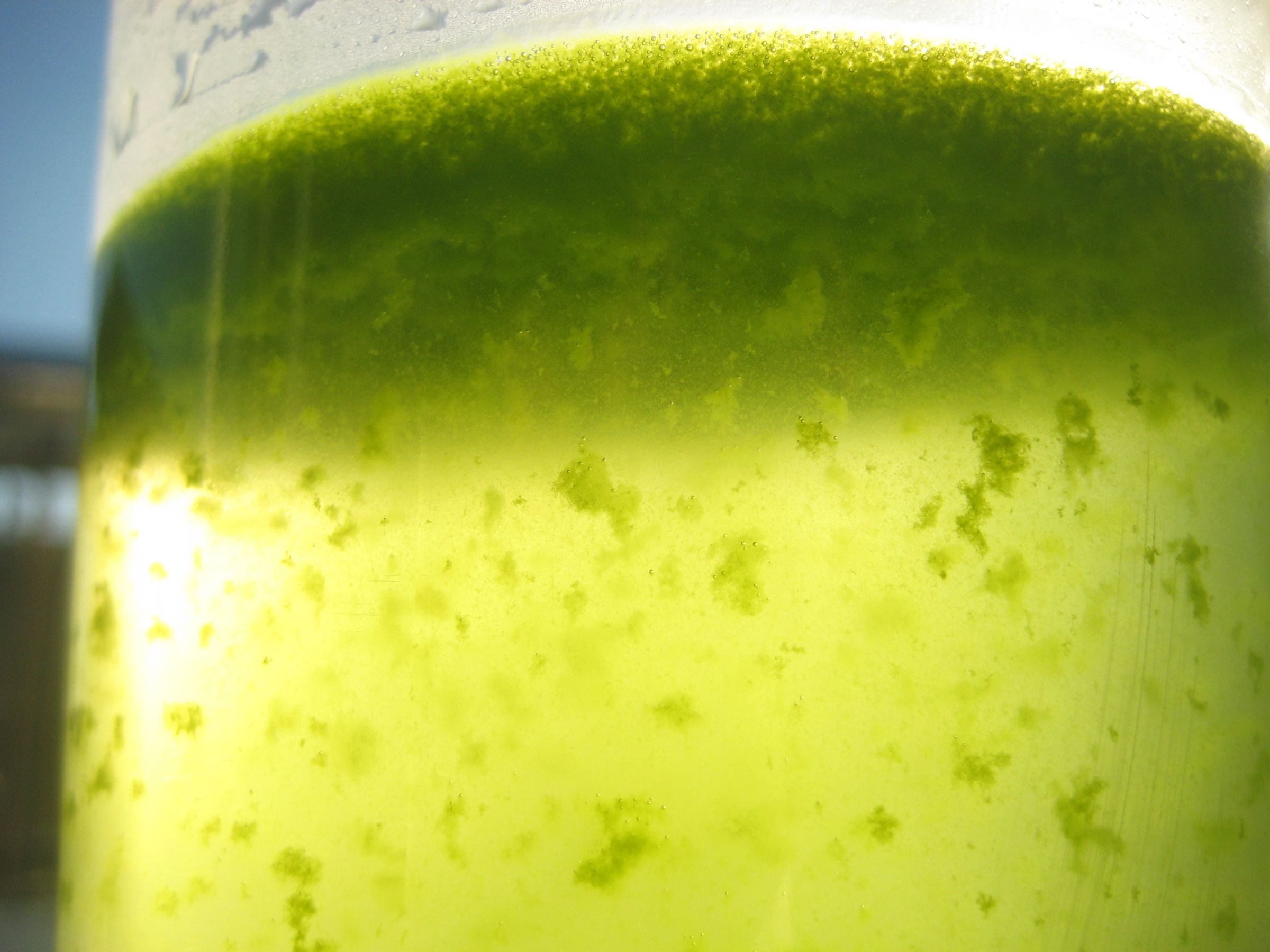 The Algae Experiment: How to Build Your Own Algae Photo-bioreactor ...
