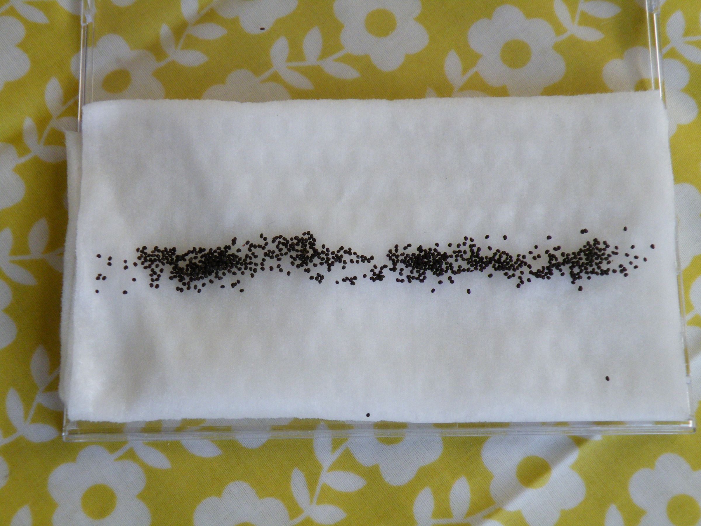 Gardening Science: Investigating Germination : 5 Steps (with Pictures ...